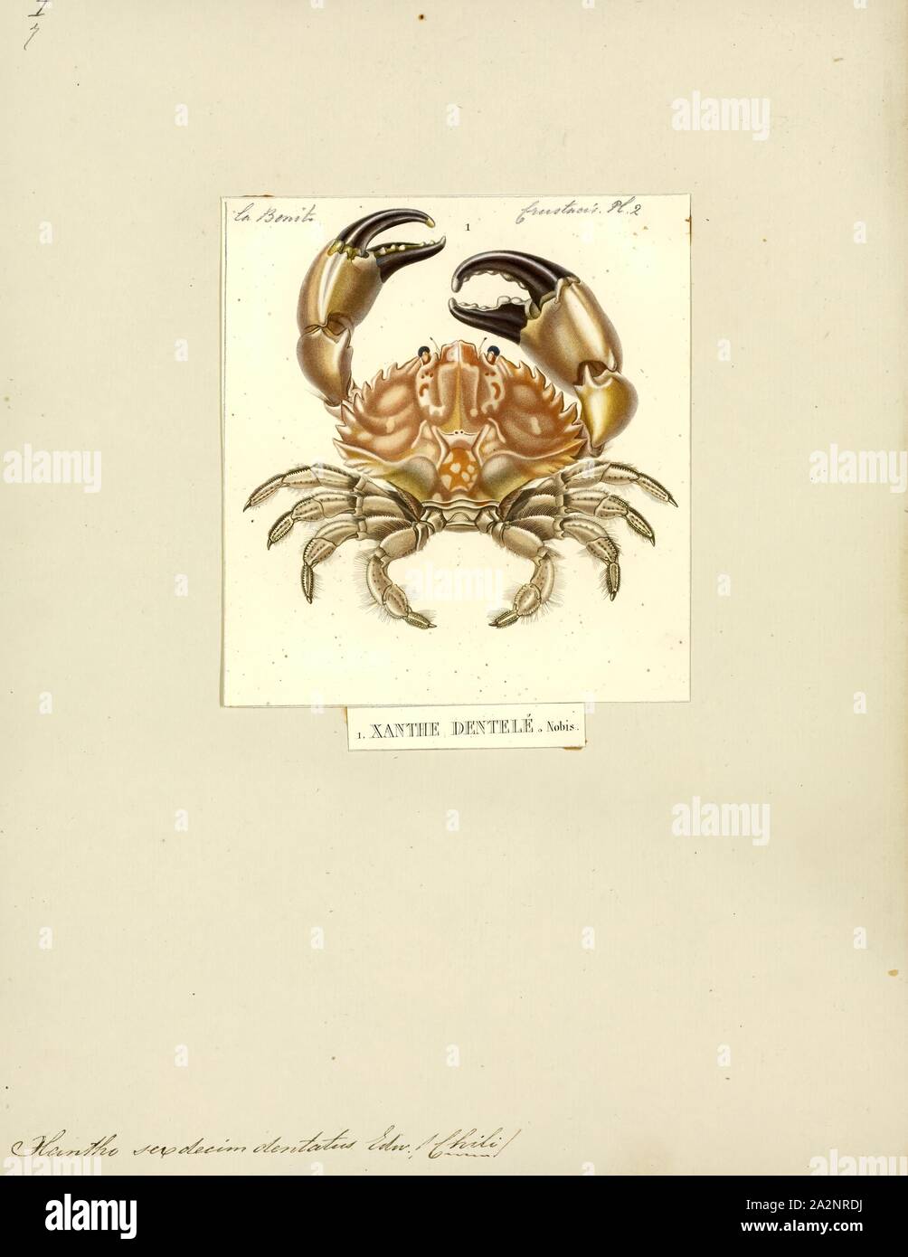 Containing five extant species hi-res stock photography and images - Alamy