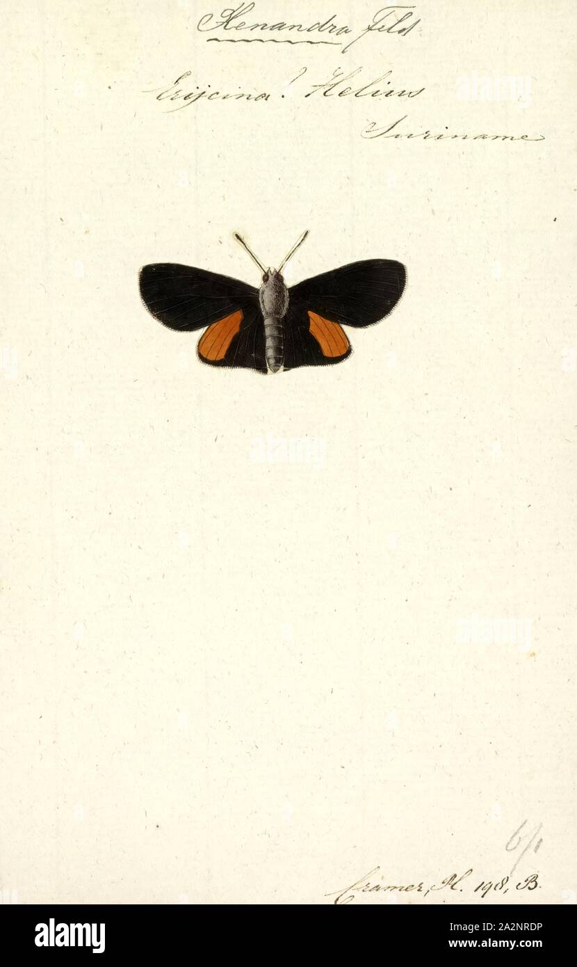 Riodinidae Family High Resolution Stock Photography and Images - Alamy