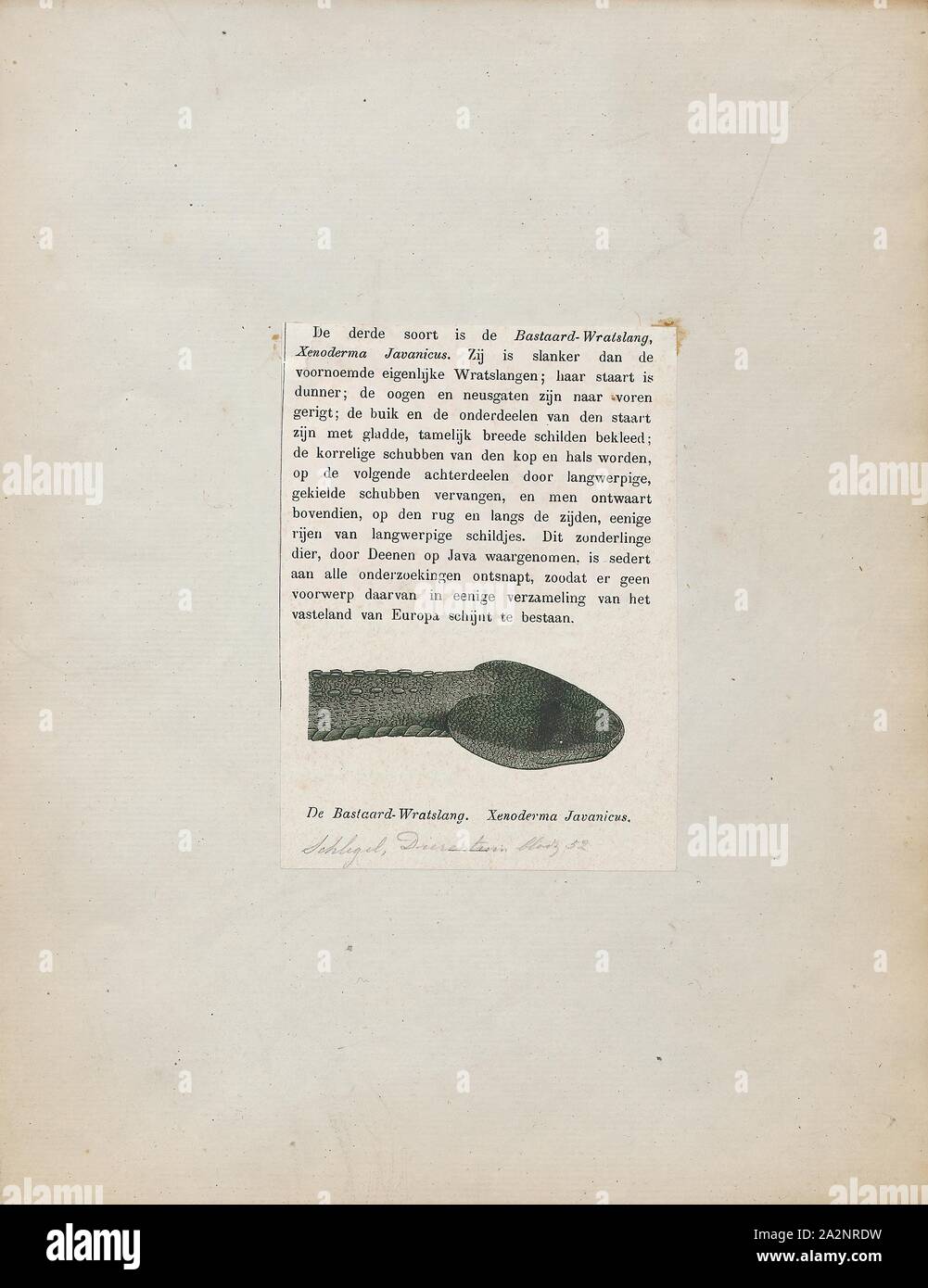 Xenoderma javanicus hi-res stock photography and images - Alamy