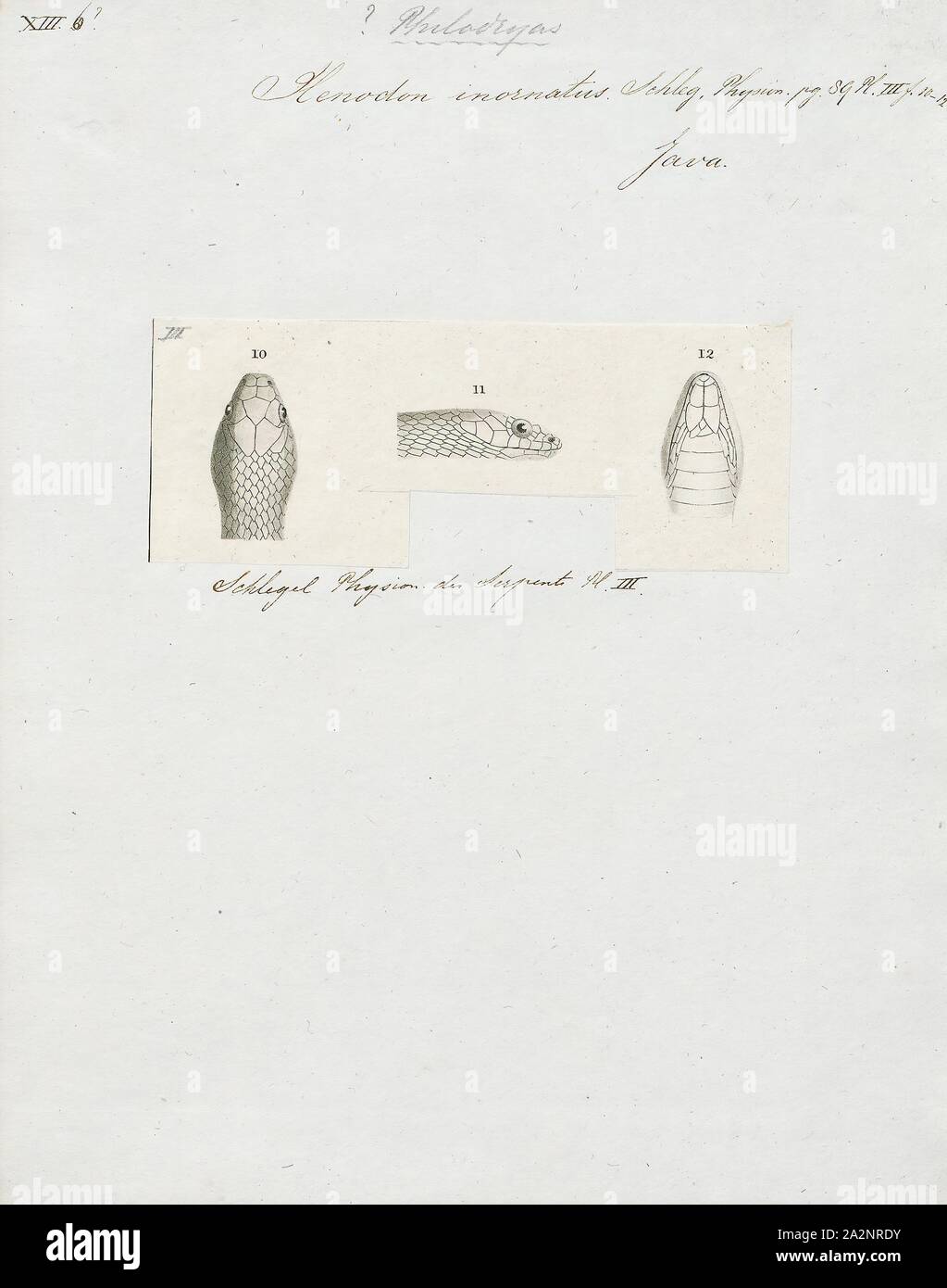 Xenodon inornatus, Print, Xenodon is a genus of New World snakes in the ...