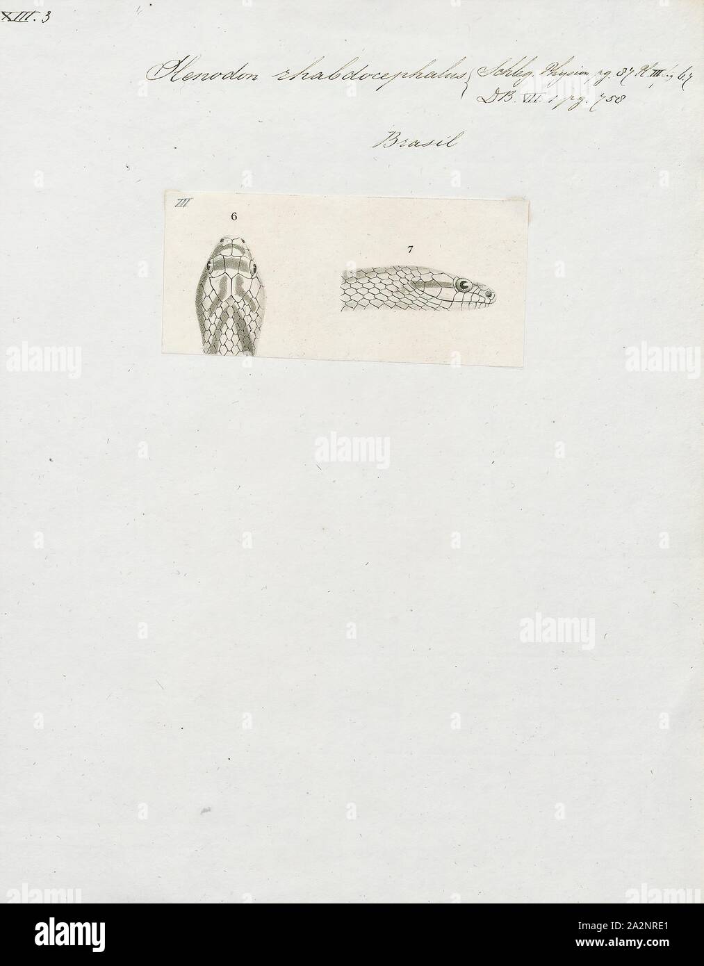 False fer de lance hi-res stock photography and images - Alamy