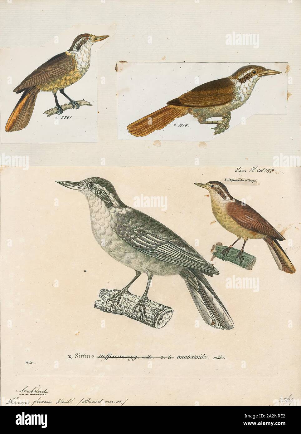 Xenops fuscus, Print, Xenops is a genus in the bird family Furnariidae ...