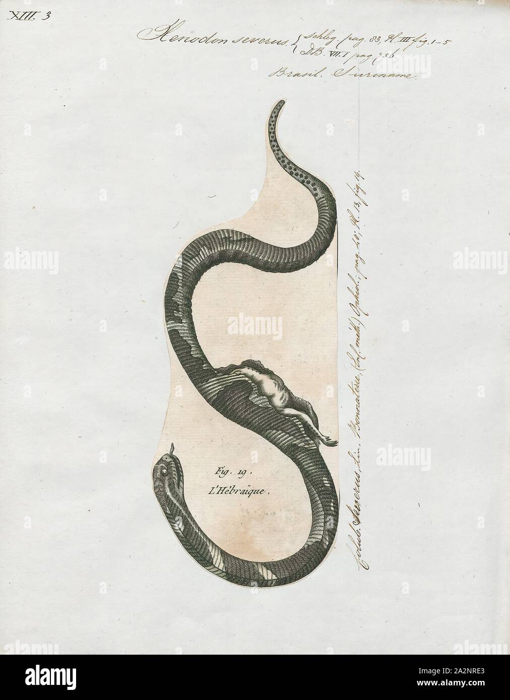 Xenodon severus, Print, Xenodon severus is a species of snake in the ...