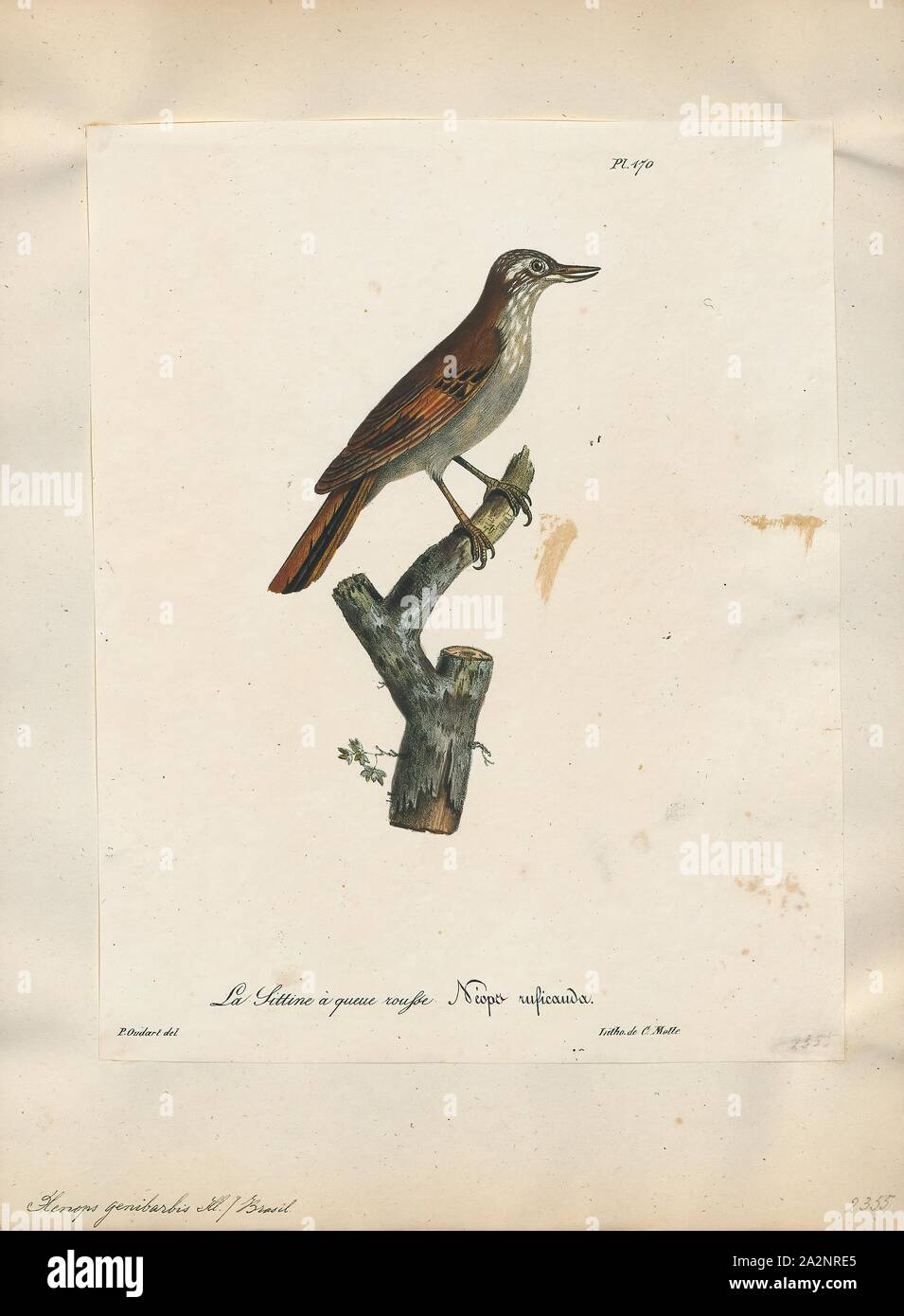 Xenops genibarbis hi-res stock photography and images - Alamy