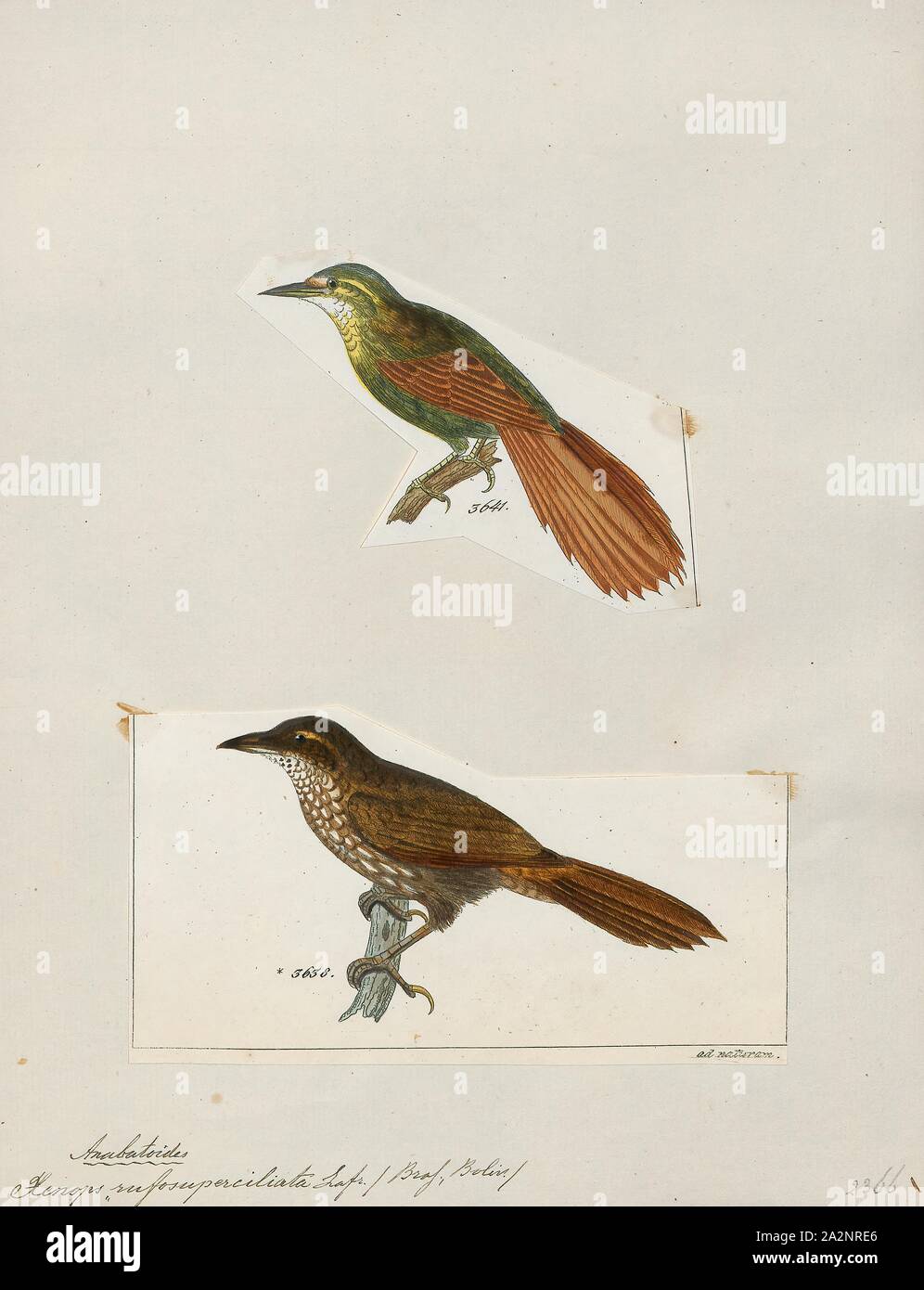Xenops rufosuperciliata, Print, Xenops is a genus in the bird family ...