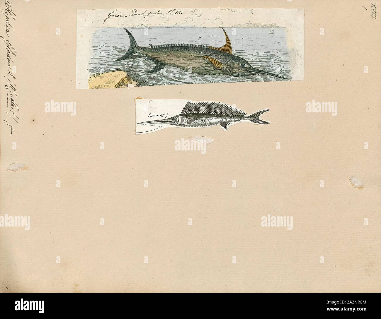 Billfish category Stock Photos & Images from Alamy