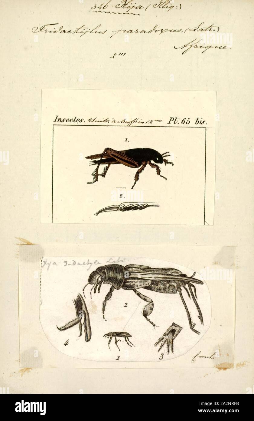 Xya, Print, Xya is a genus of pygmy mole crickets, with species ...