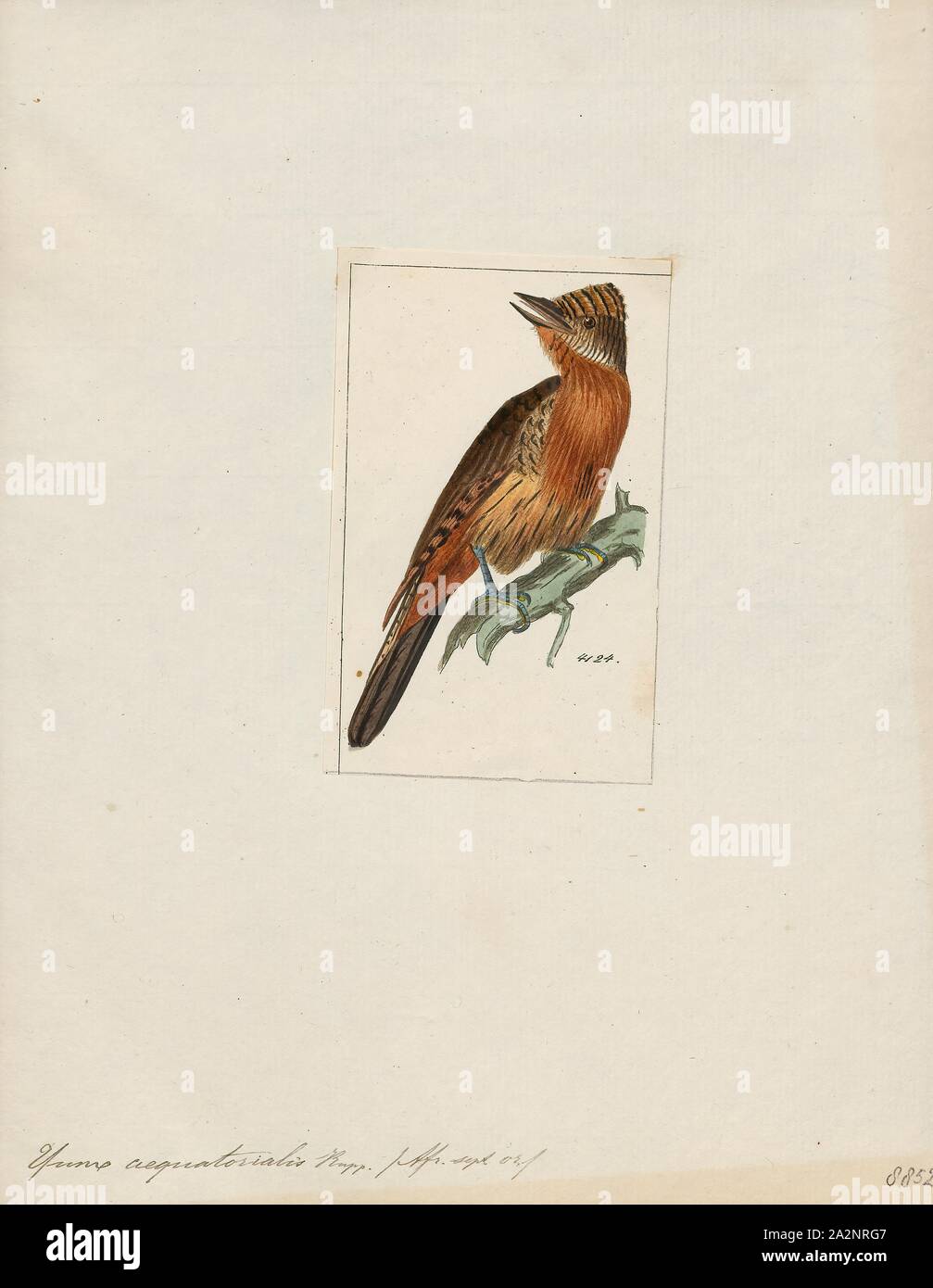 Yunx aequatorialis, Print, 1820-1860 Stock Photo - Alamy