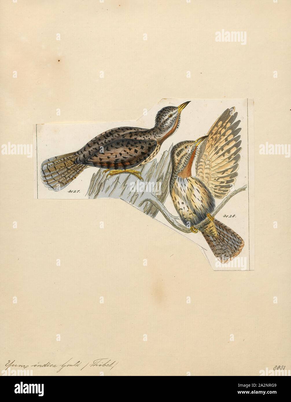 Yunx indica, Print, 1820-1860 Stock Photo - Alamy