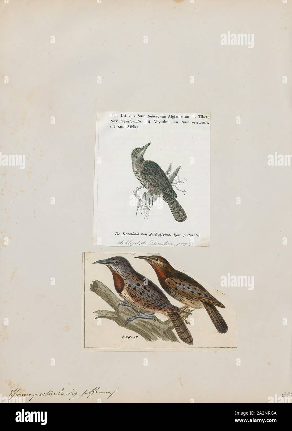 Yunx pectoralis, Print, 1700-1880 Stock Photo - Alamy
