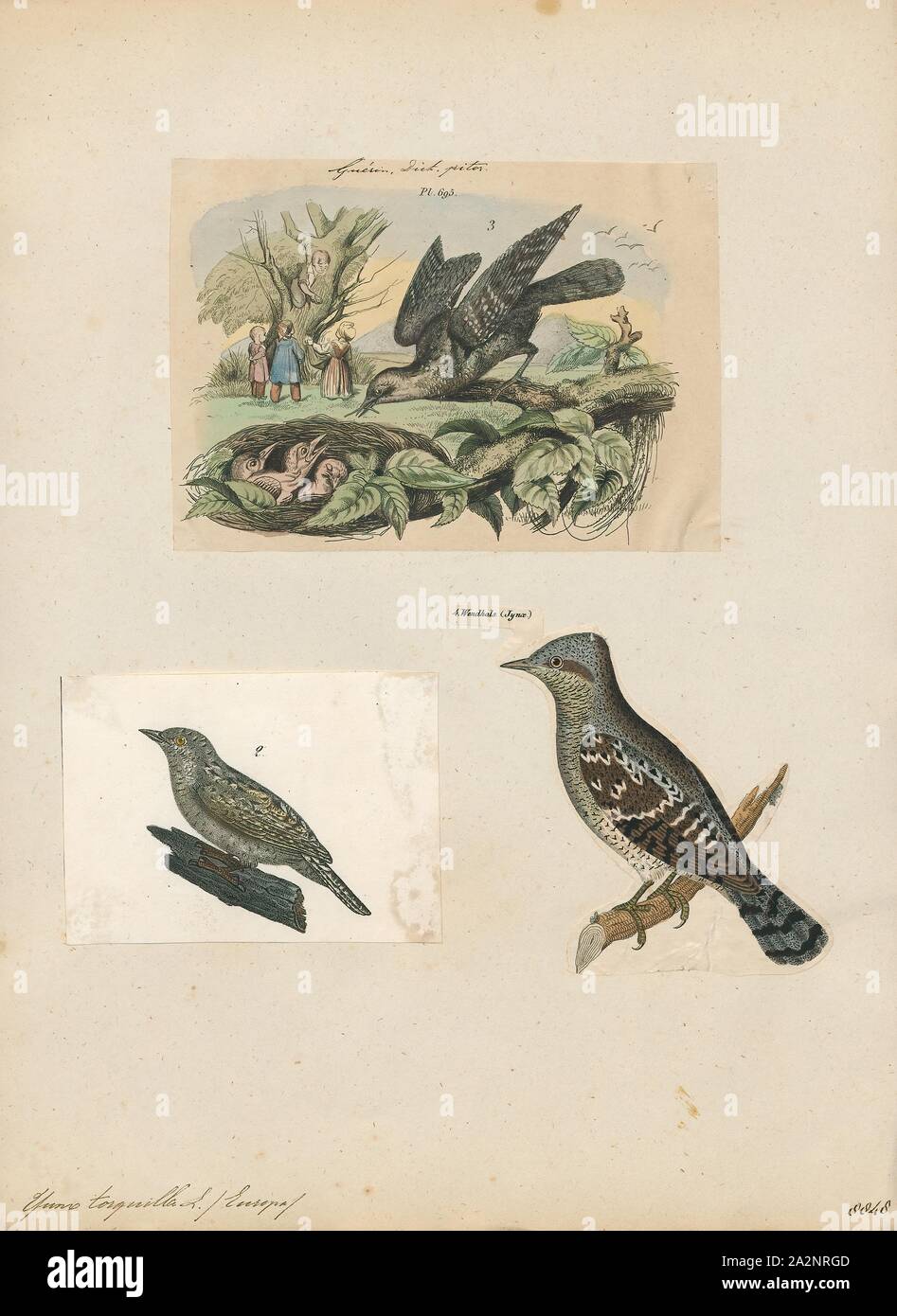 Yunx torquilla, Print, 1700-1880 Stock Photo - Alamy