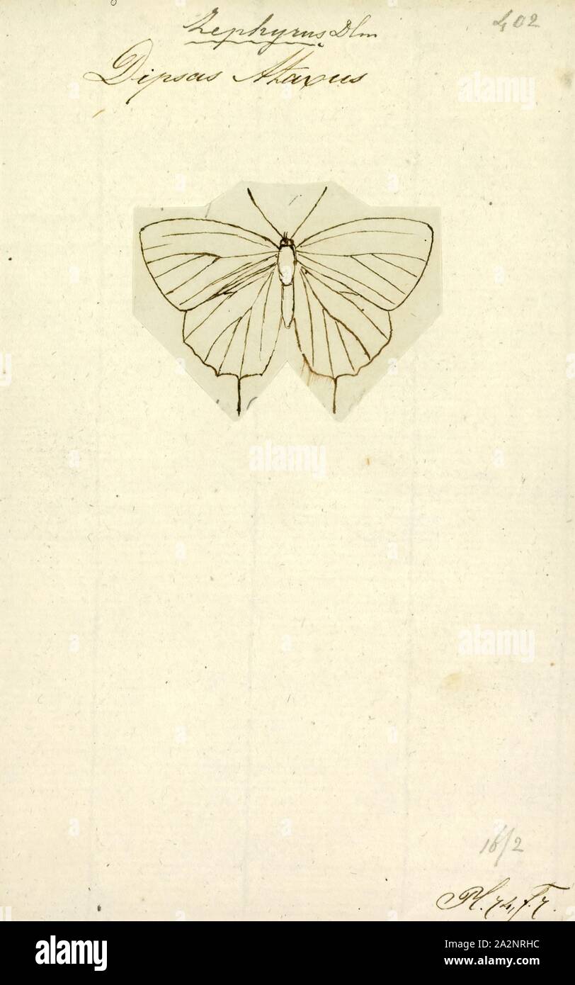 Zephyrus hi-res stock photography and images - Alamy