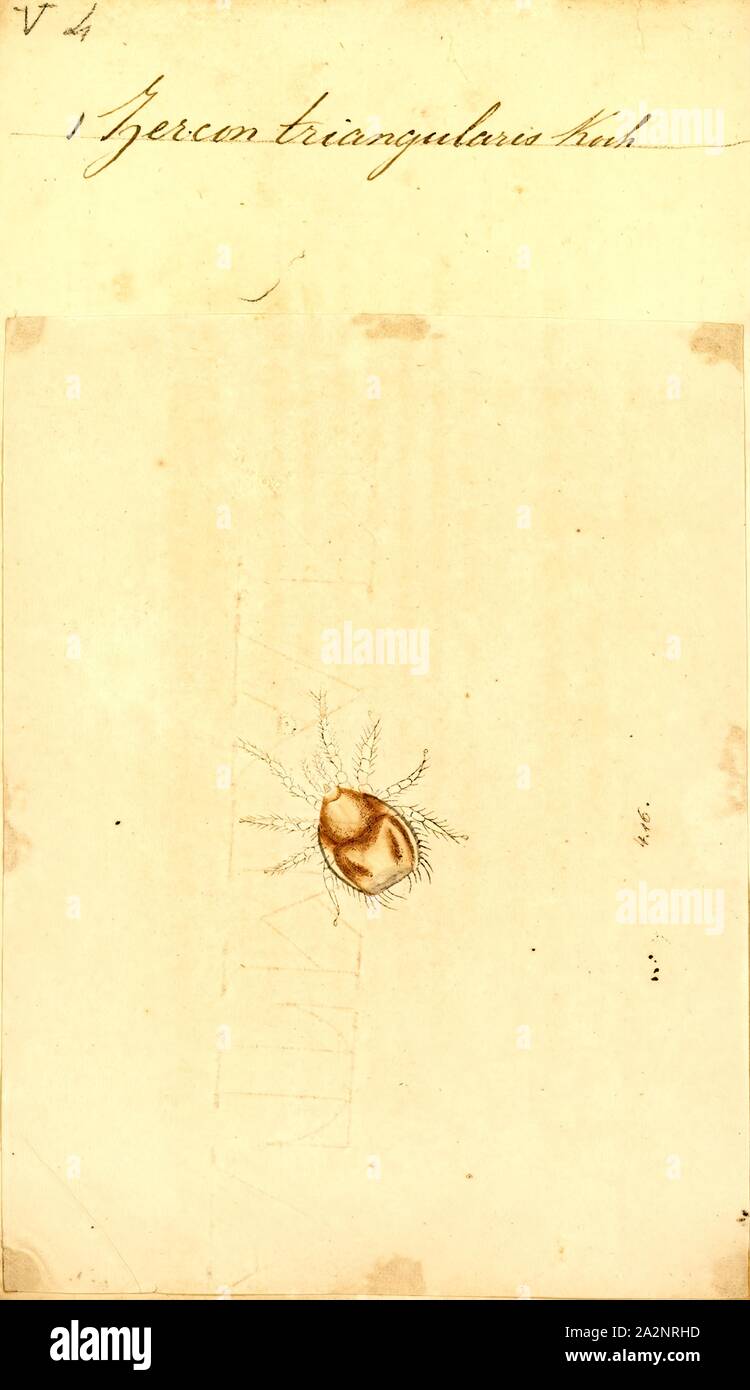 Zercon hi-res stock photography and images - Alamy