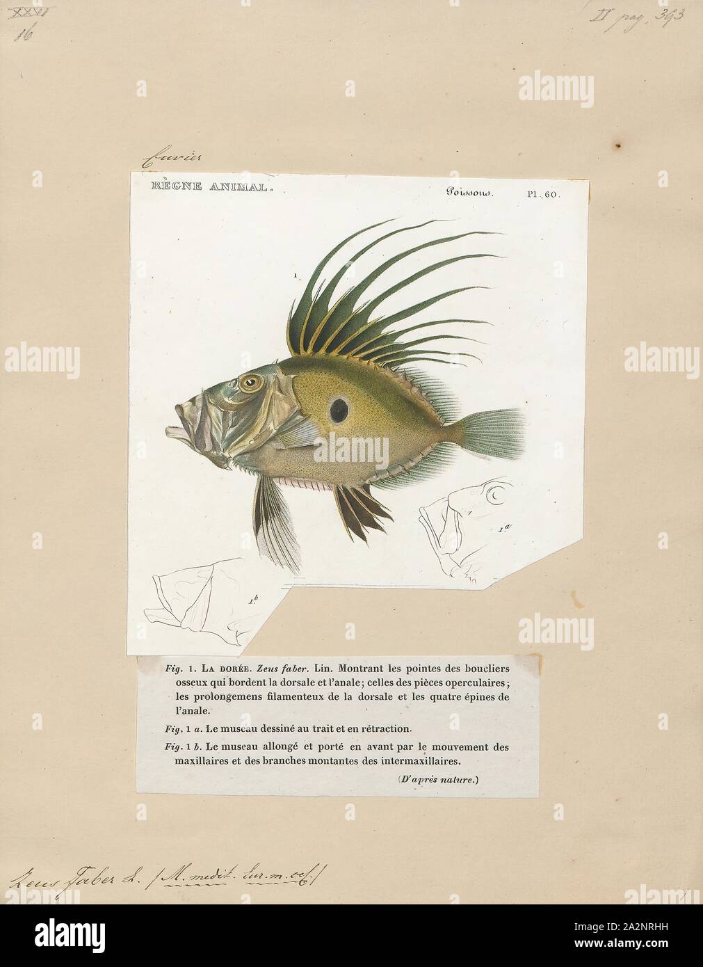 Edible demersal coastal marine fish hi-res stock photography and images ...