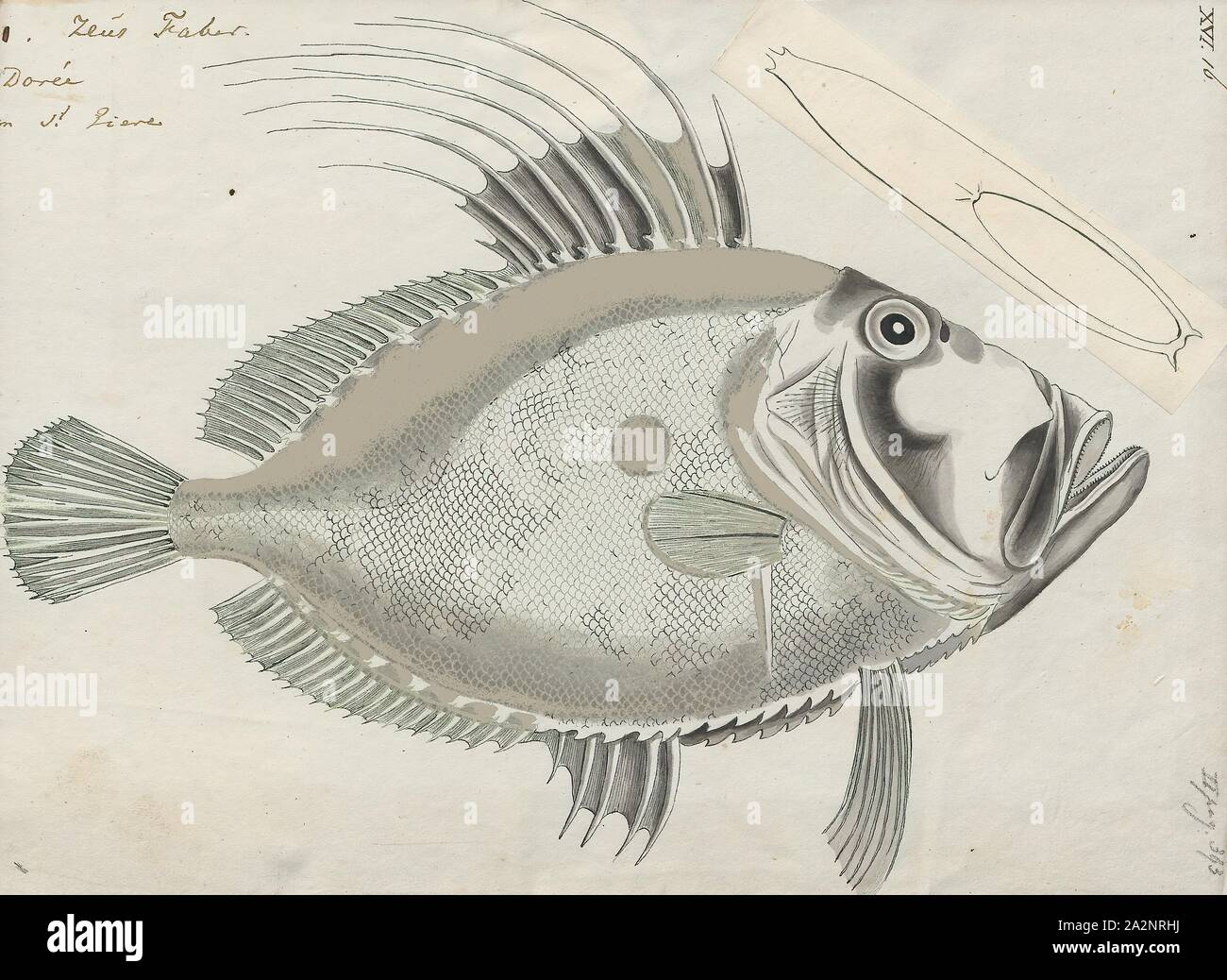 John dory's fish hi-res stock photography and images - Alamy
