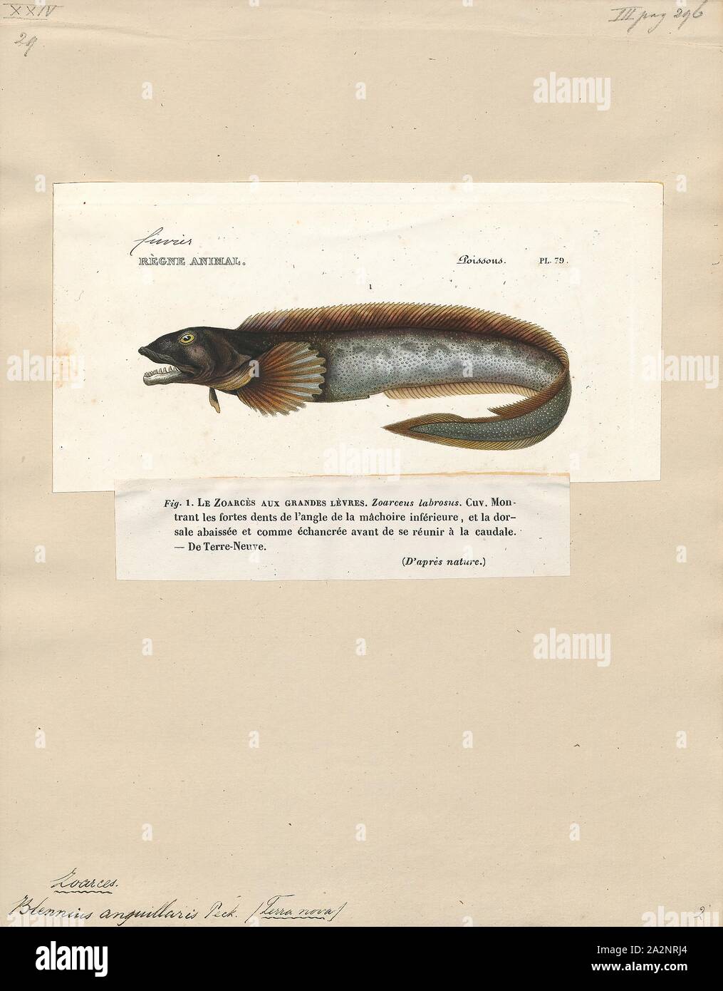 Zoarces anguillaris hi-res stock photography and images - Alamy