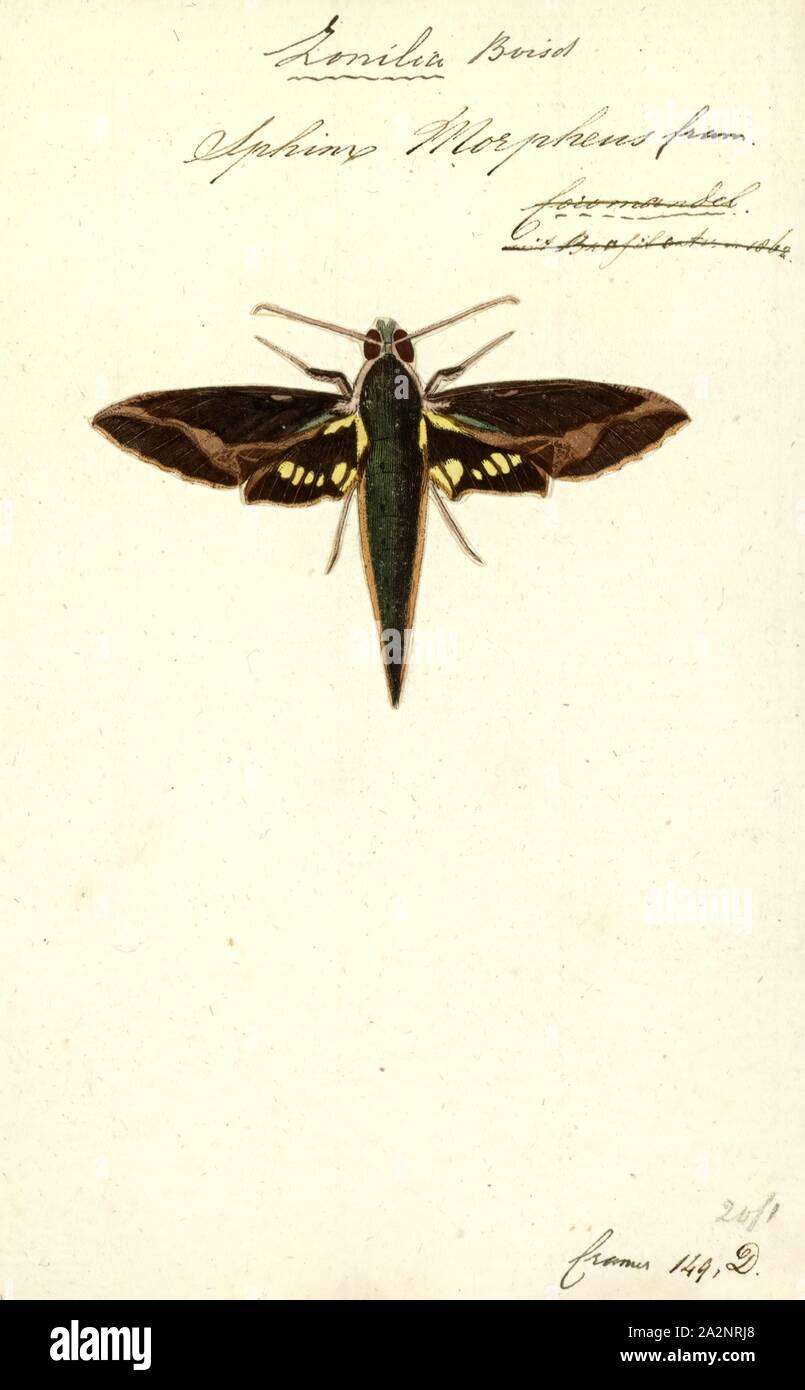 Zonilia, Print, Nephele is an Old World genus of moths in the family ...