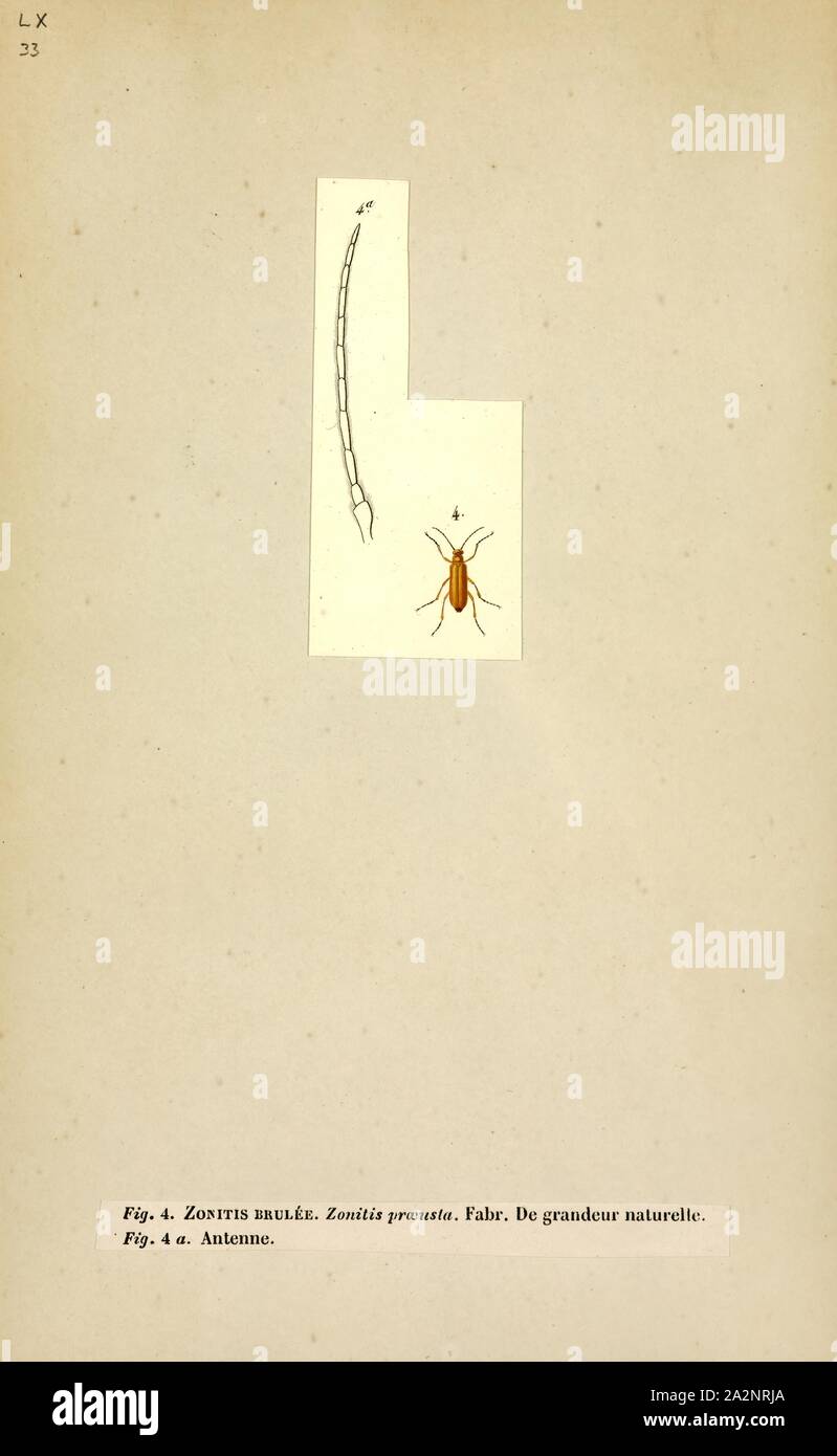 Zonitis hi-res stock photography and images - Alamy