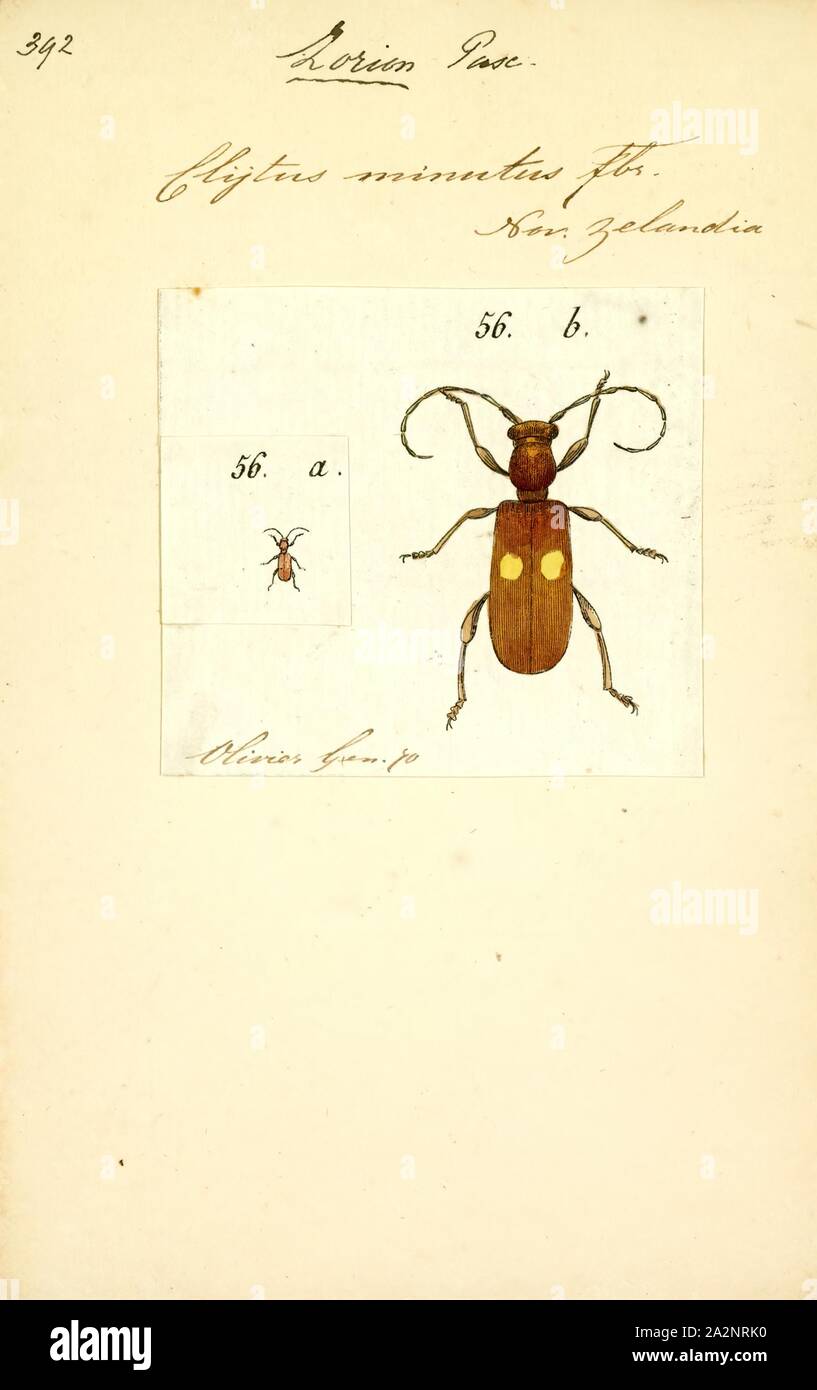 Zorion hi-res stock photography and images - Alamy