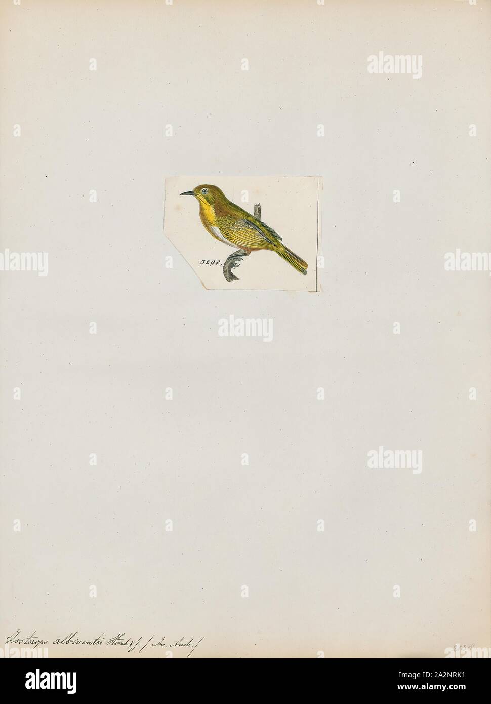 Albiventer zosterops hi-res stock photography and images - Alamy