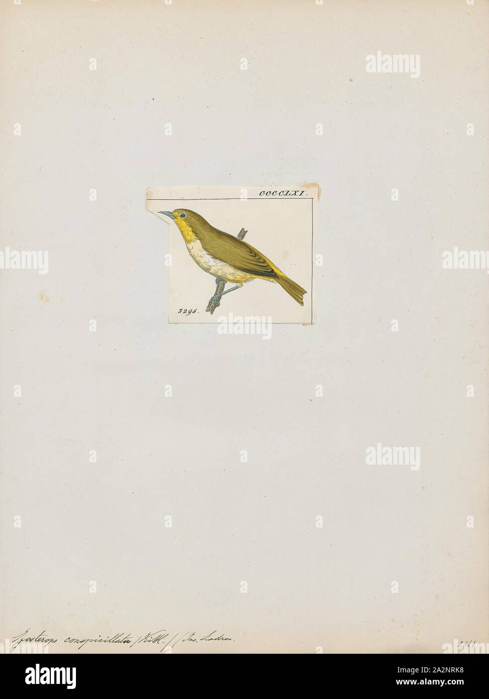 Afrotropic hi-res stock photography and images - Alamy