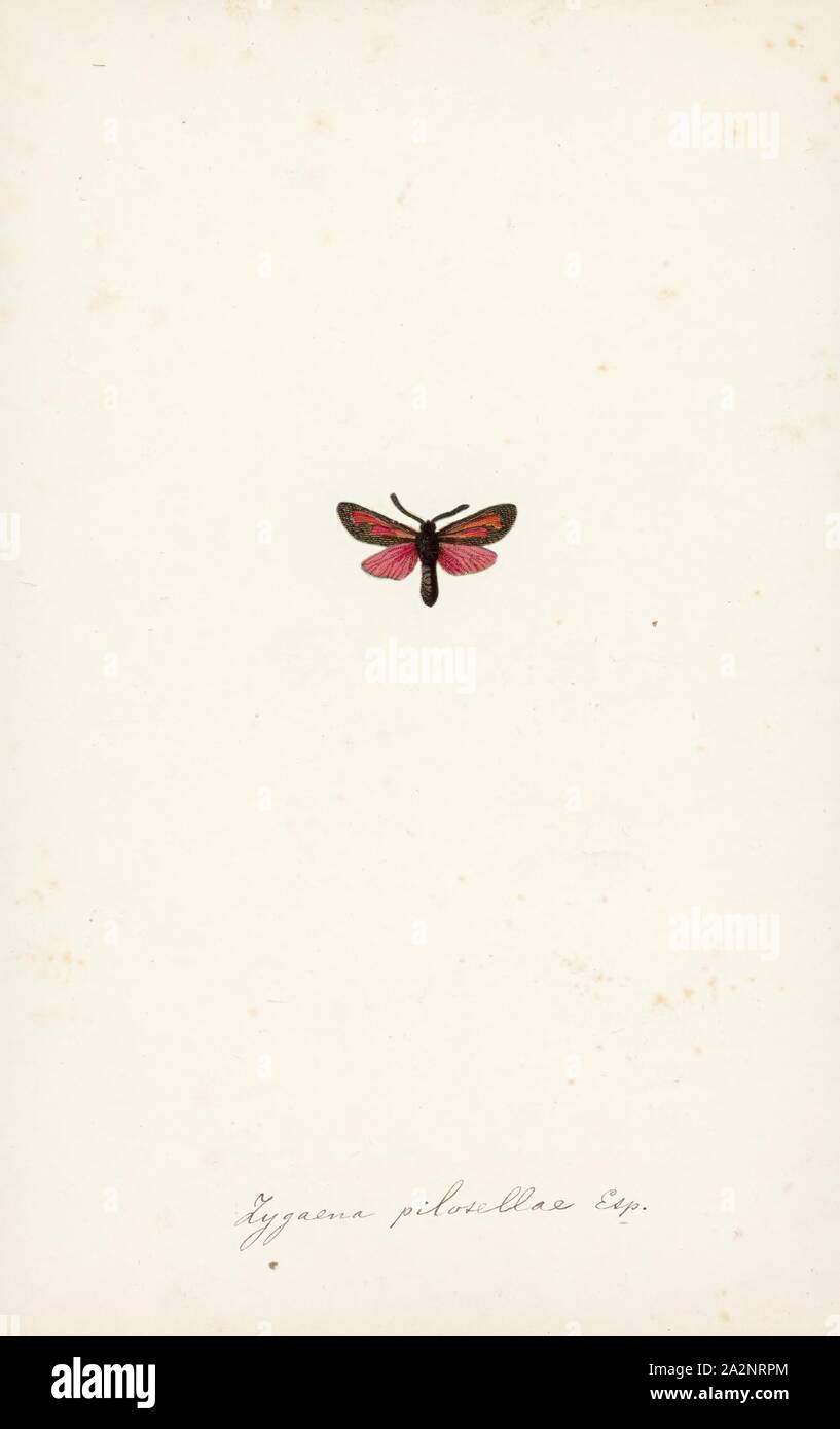 Day flying moths hi-res stock photography and images - Alamy