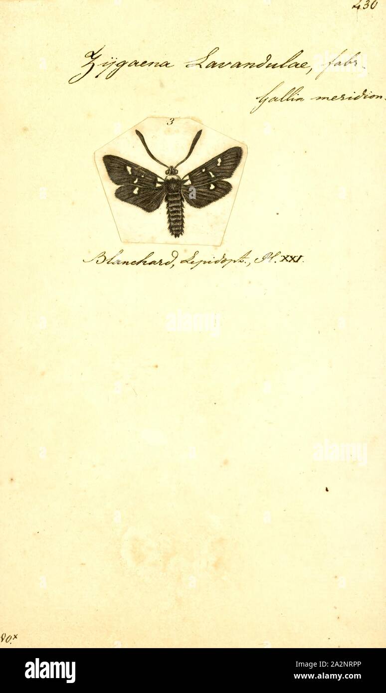 Day flying moths hi-res stock photography and images - Alamy