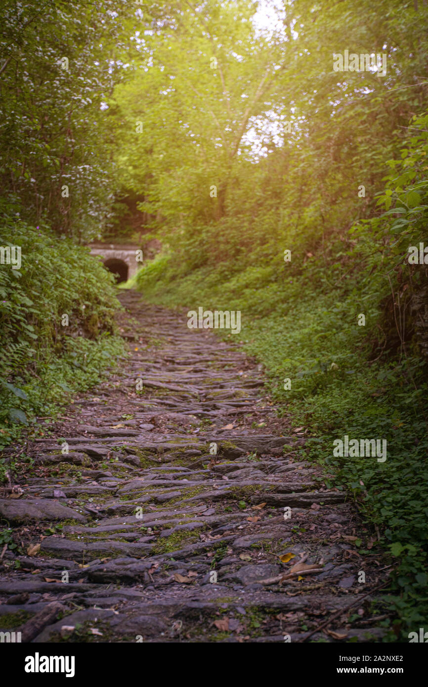 Forest trail with sunlight Stock Photo - Alamy