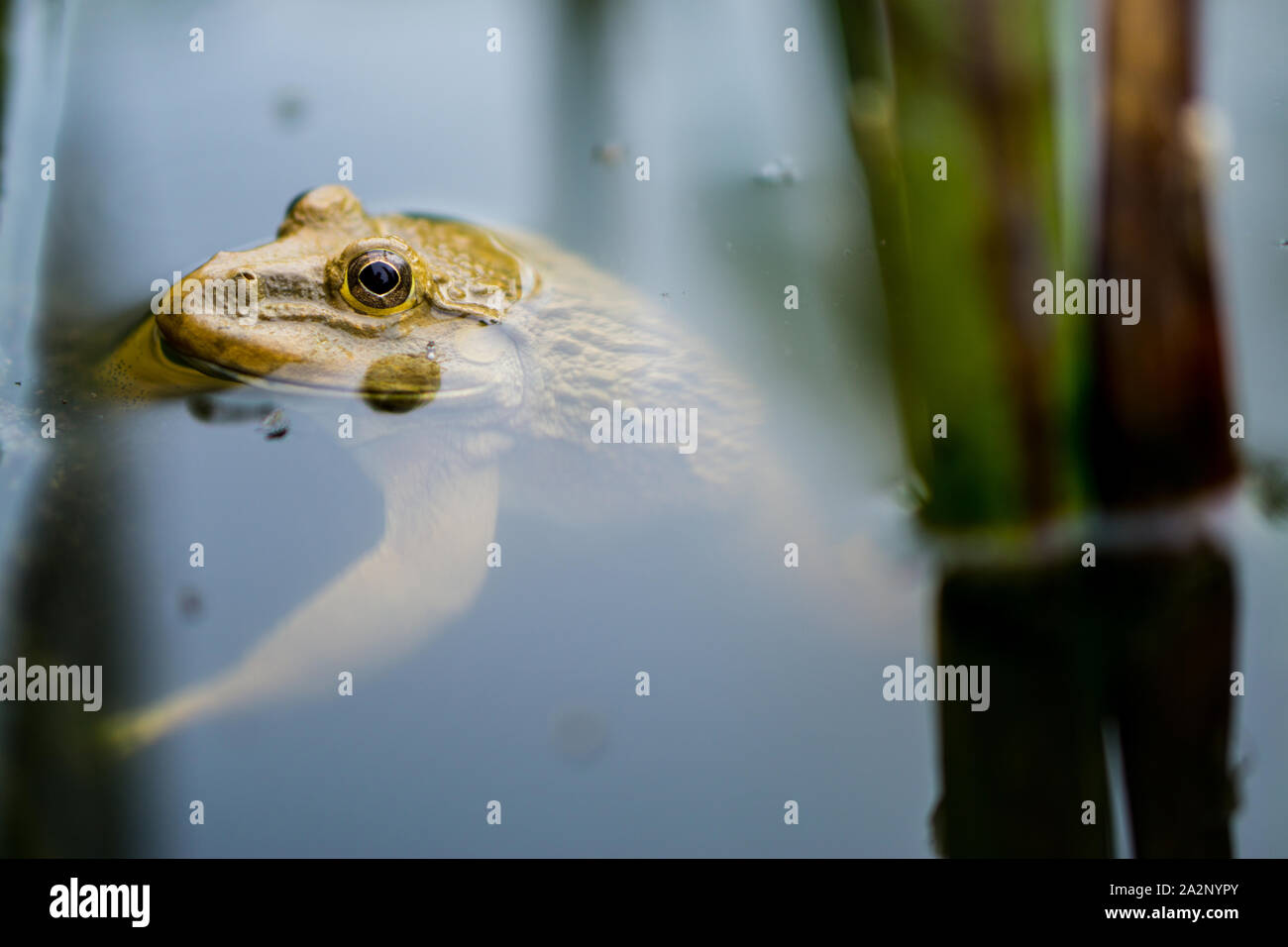 Yellow frog is floating in water, beautiful amphibian Stock Photo - Alamy