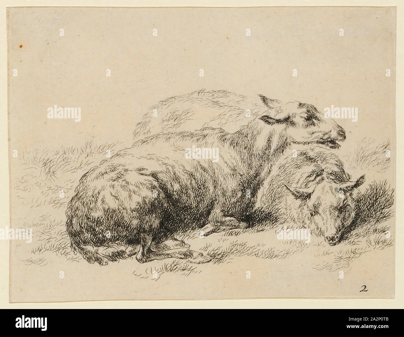 Two lying sheep, etching, sheet: 10.3 x 13 cm, in the plate u., r ...