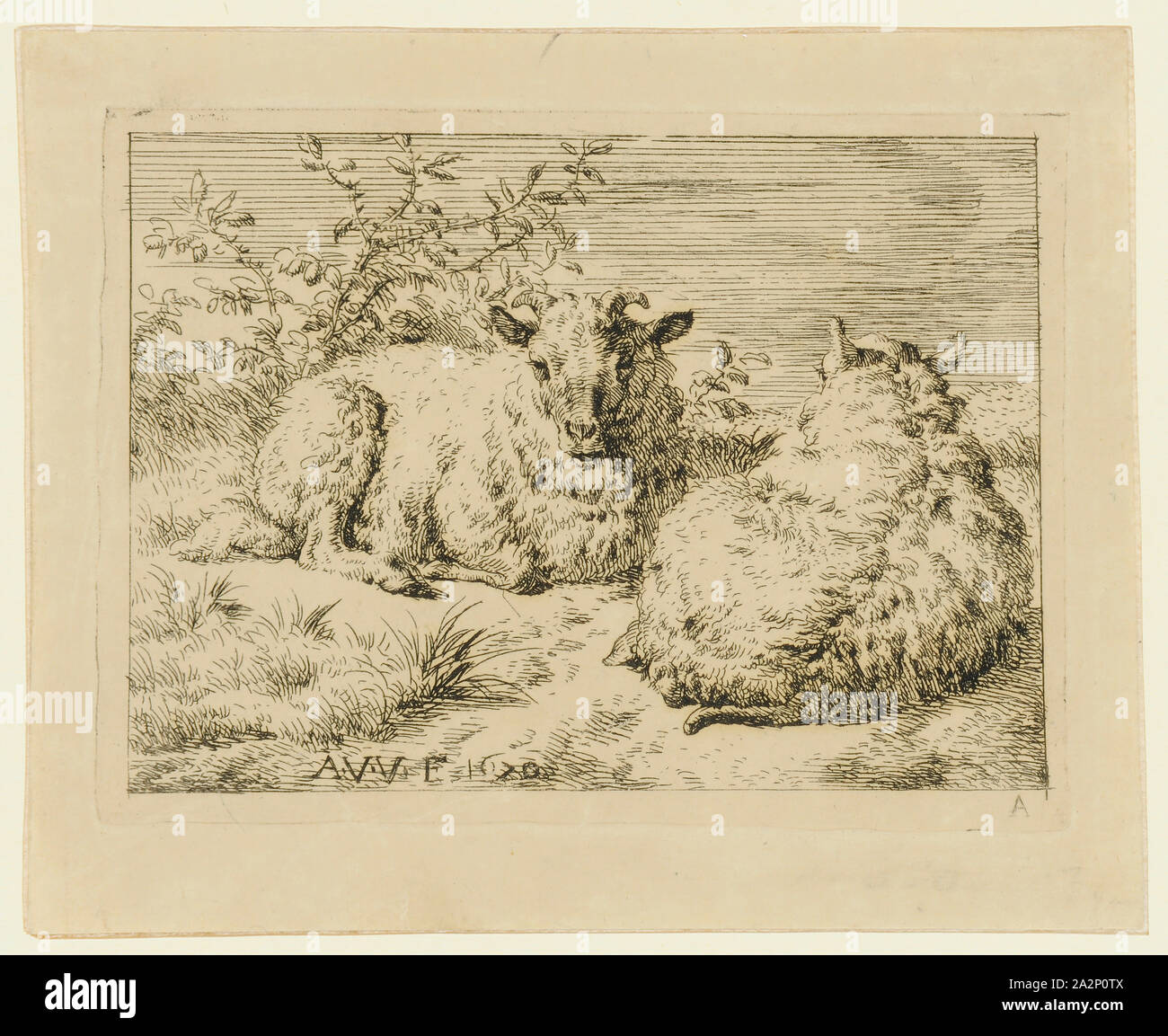 9 sheep hi-res stock photography and images - Alamy