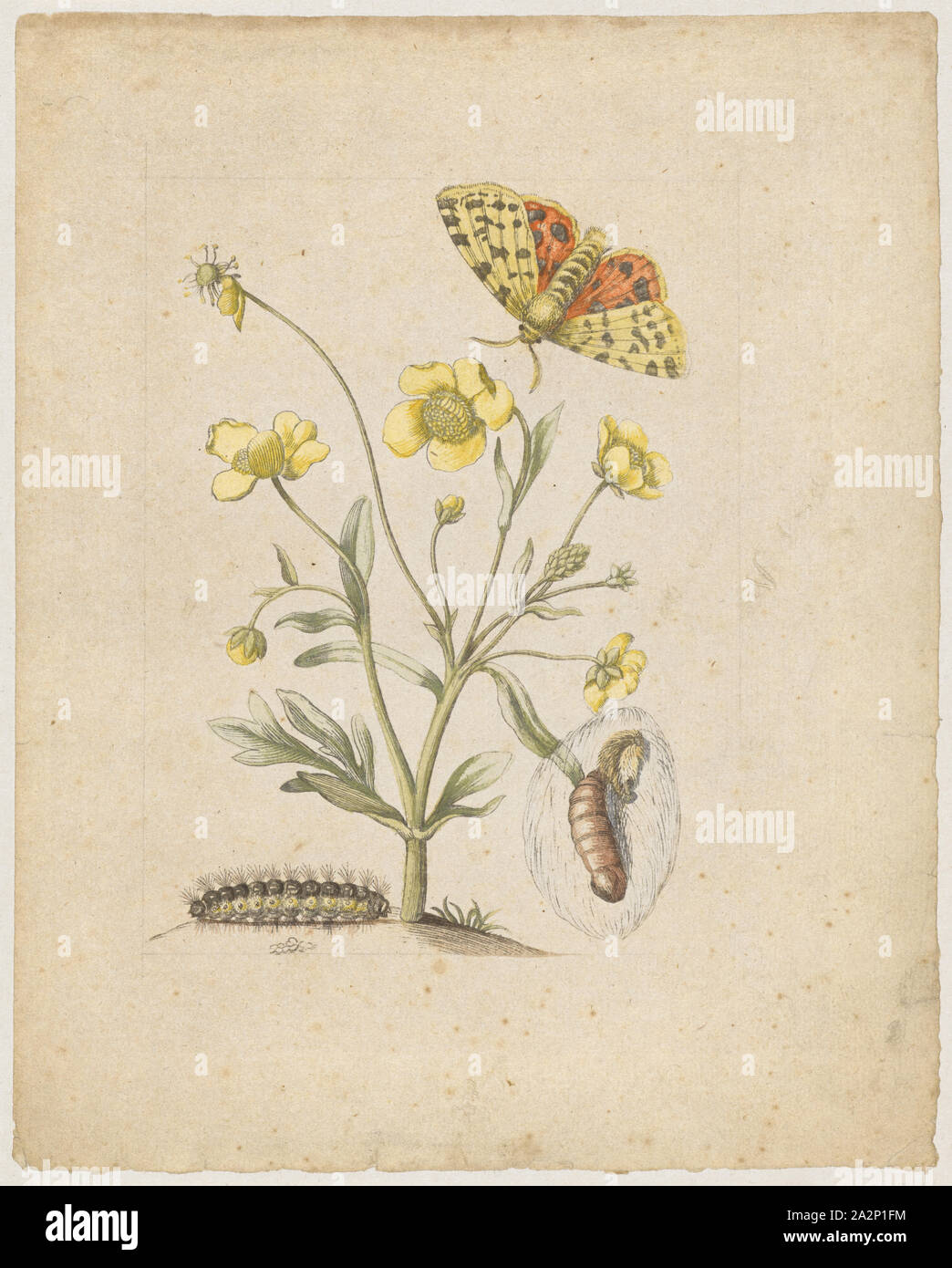 Sweet buttercup foot., Ranunculus dulcis., (with purple bear), 1679 ...