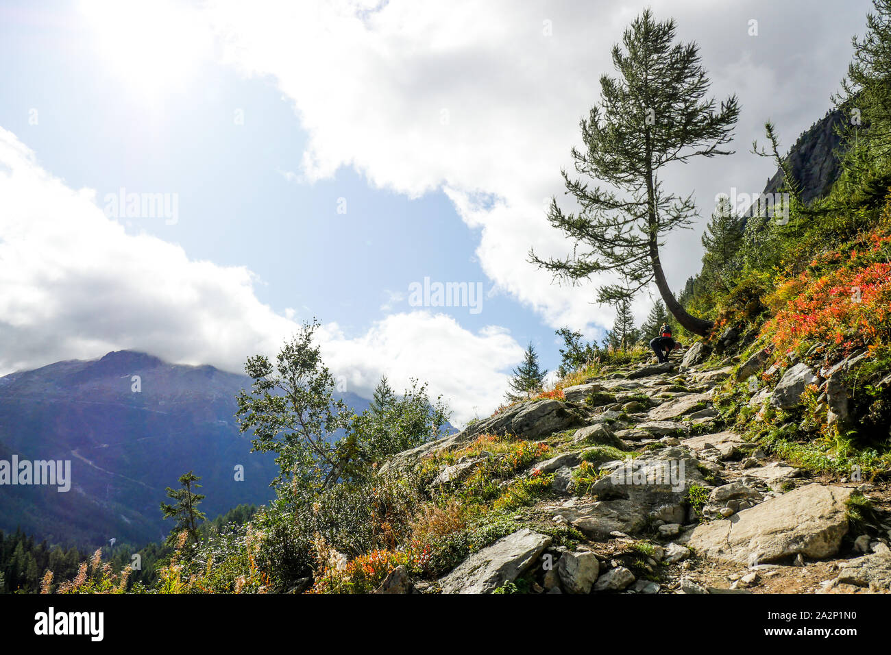 Larches, Chamonix-Mont-Blanc Valley, Aiguilles Rouges massif, Haute ...