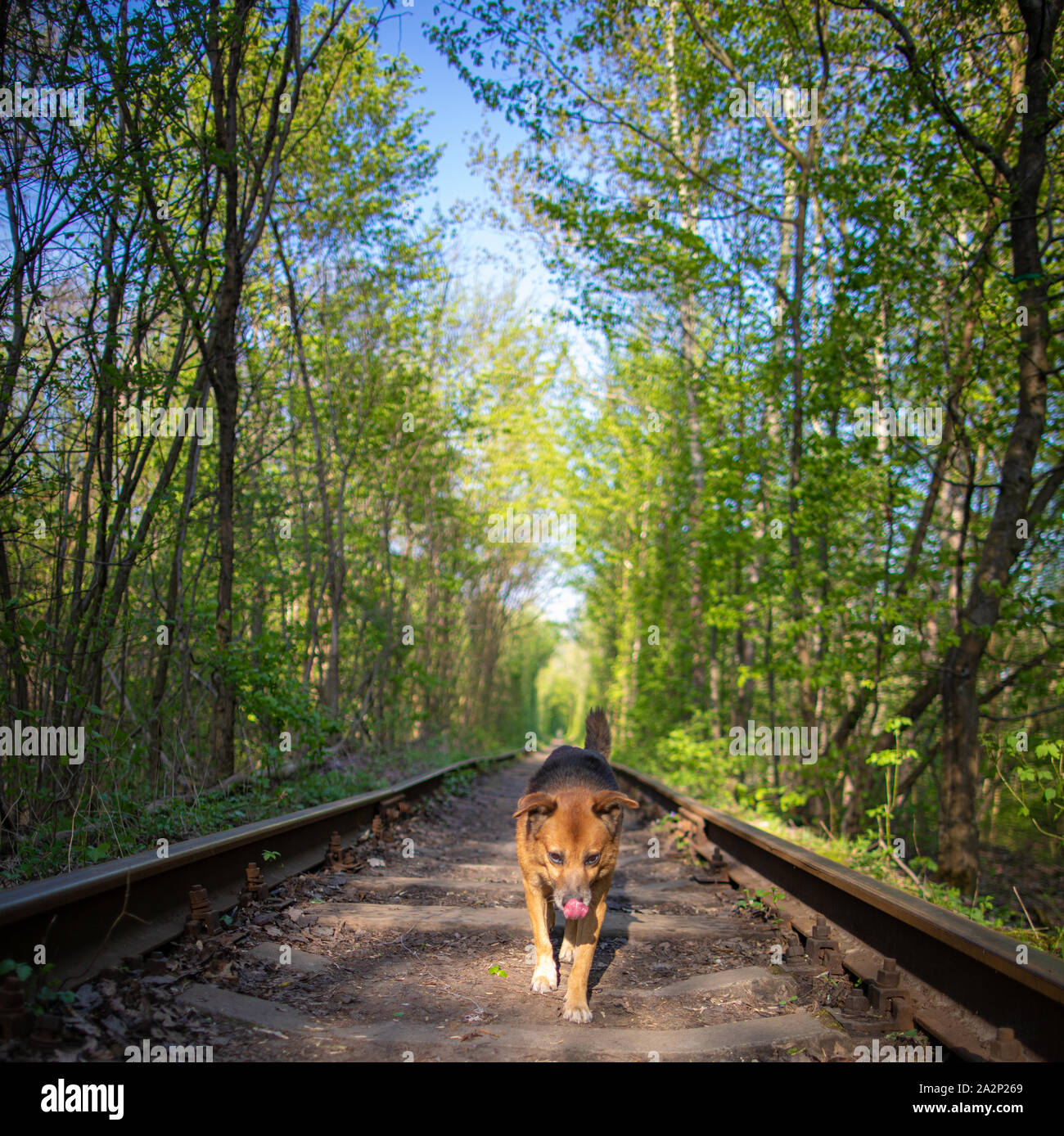The dog is on the track railway line in summer forest Stock Photo - Alamy