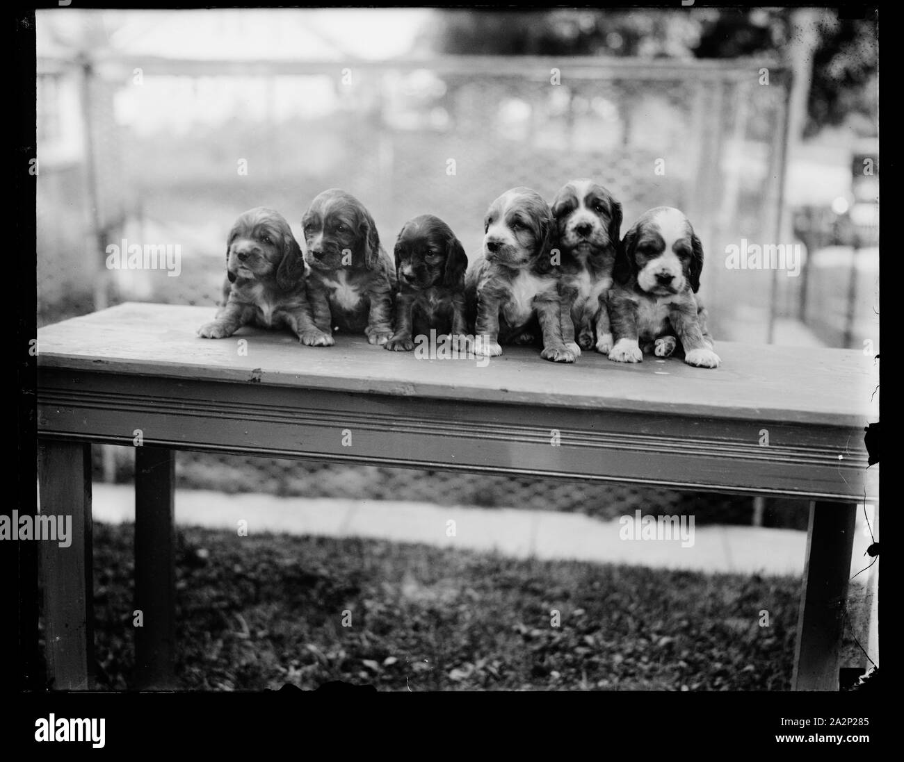 Puppies puppies Black and White Stock Photos & Images - Alamy