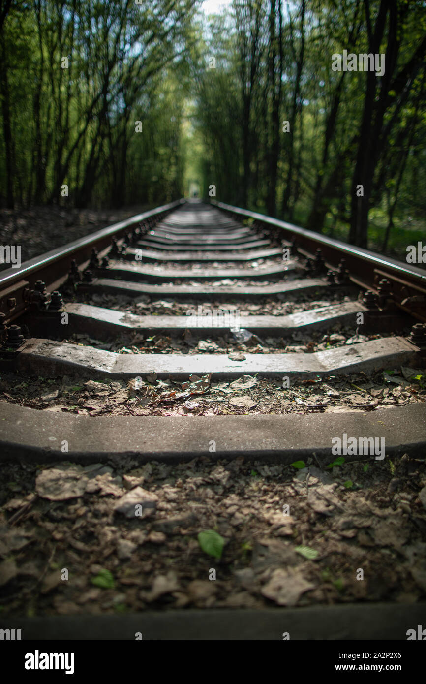 Single-track railway line in summer forest Stock Photo - Alamy
