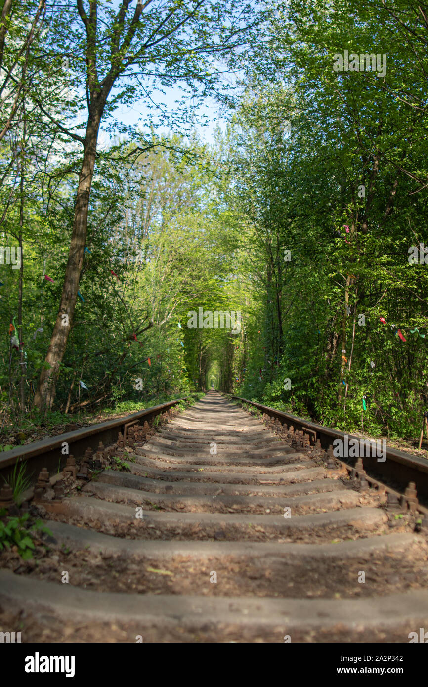 Single-track railway line in summer forest Stock Photo - Alamy