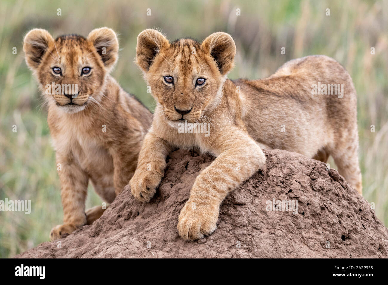 Cubs paws hi-res stock photography and images - Alamy