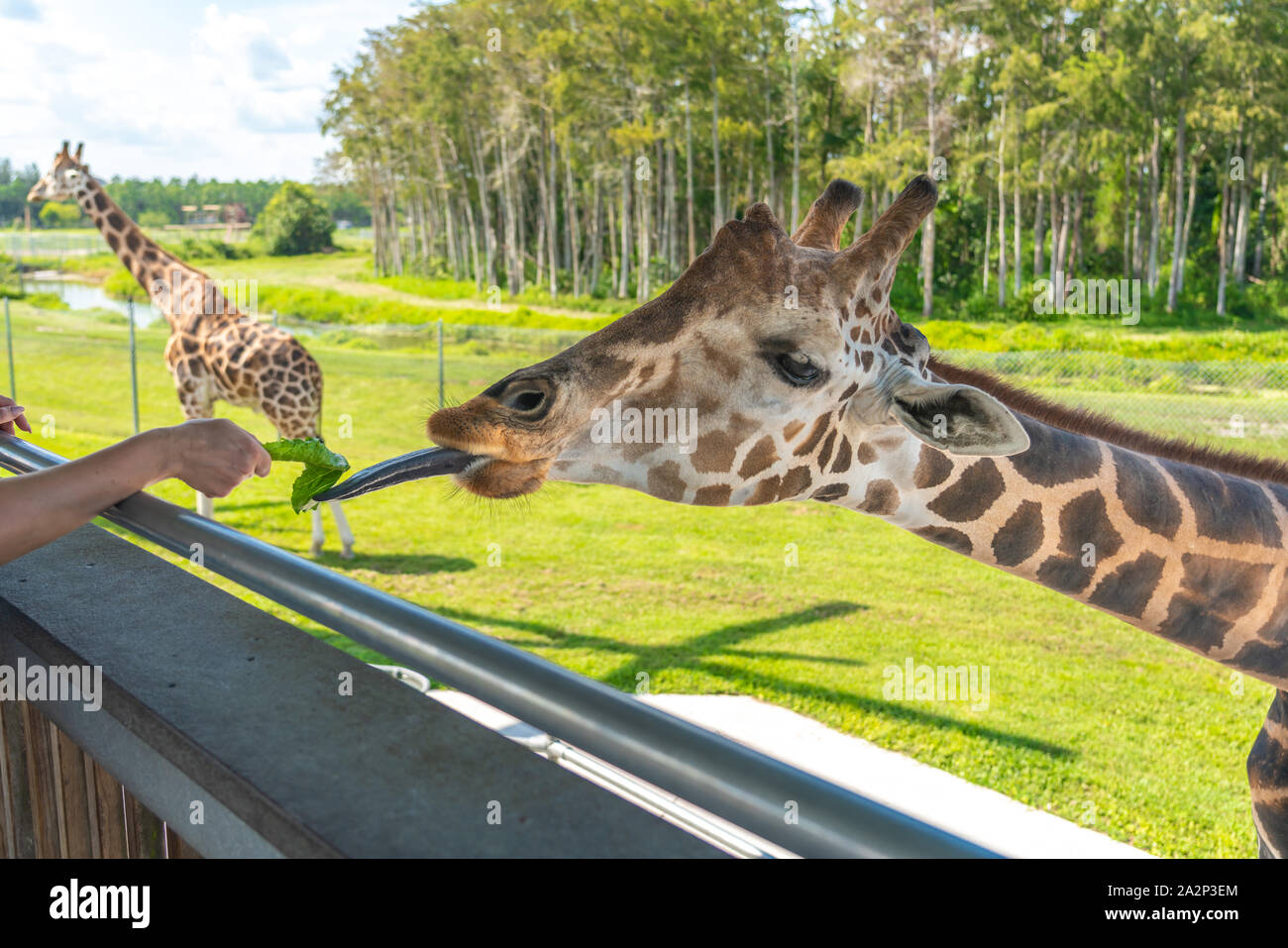 Zoo visitors feeding a giraffe from a raised platform Stock Photo - Alamy