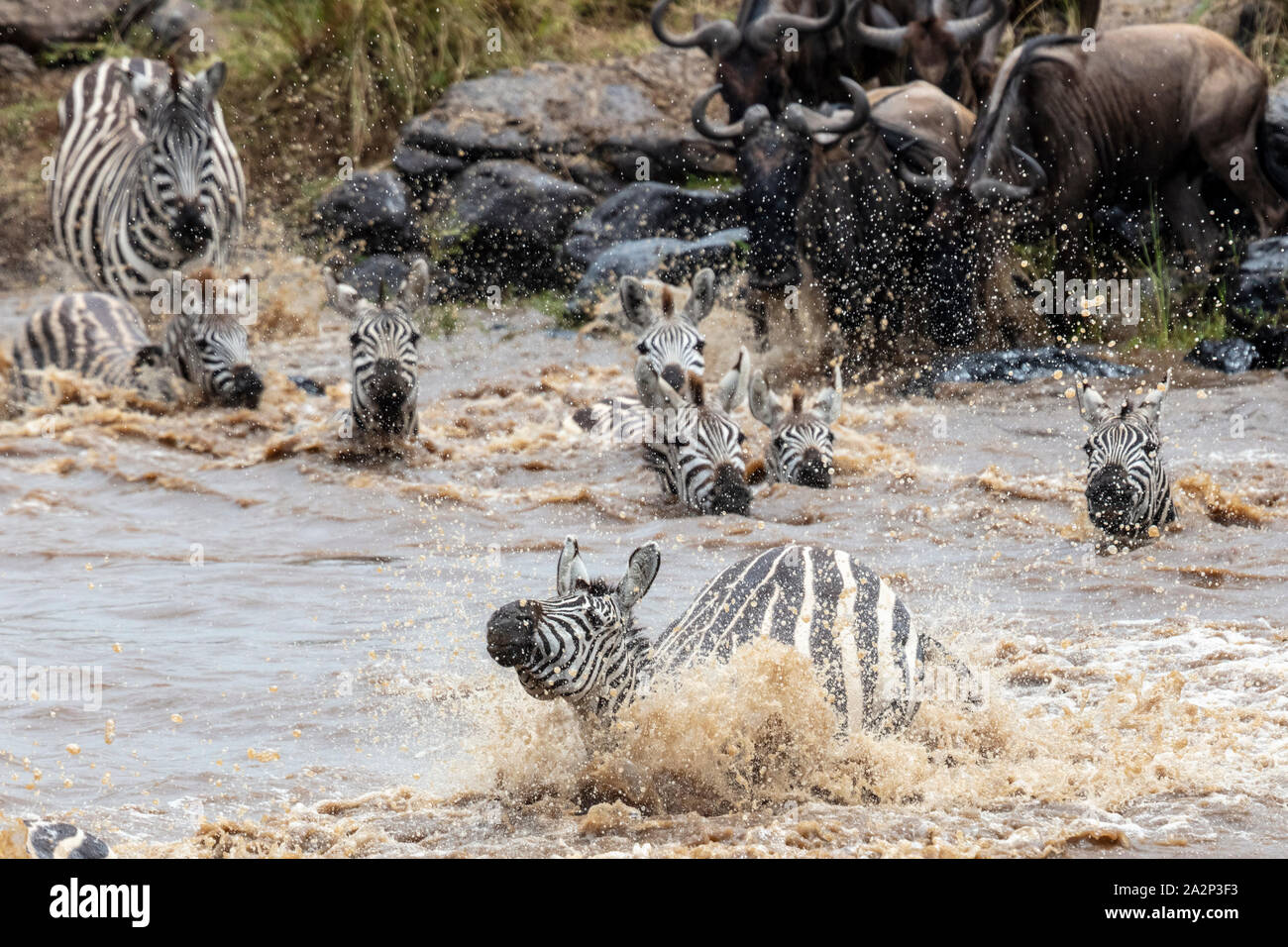 Zebras and Wildebeests Crossing Mara River during Annual Migration ...