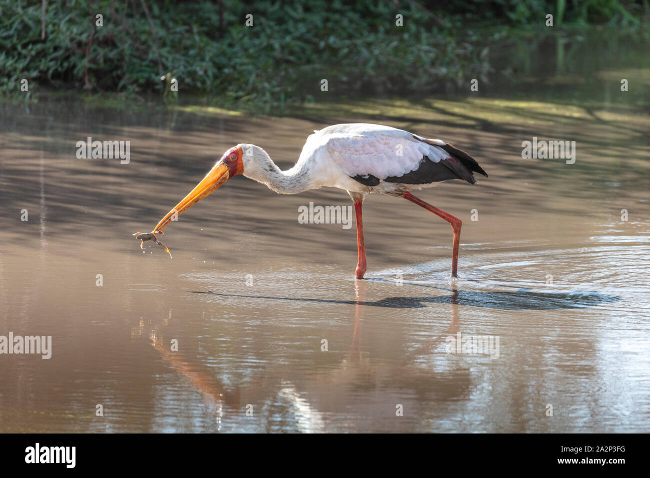 Stork eating frog hi-res stock photography and images - Alamy
