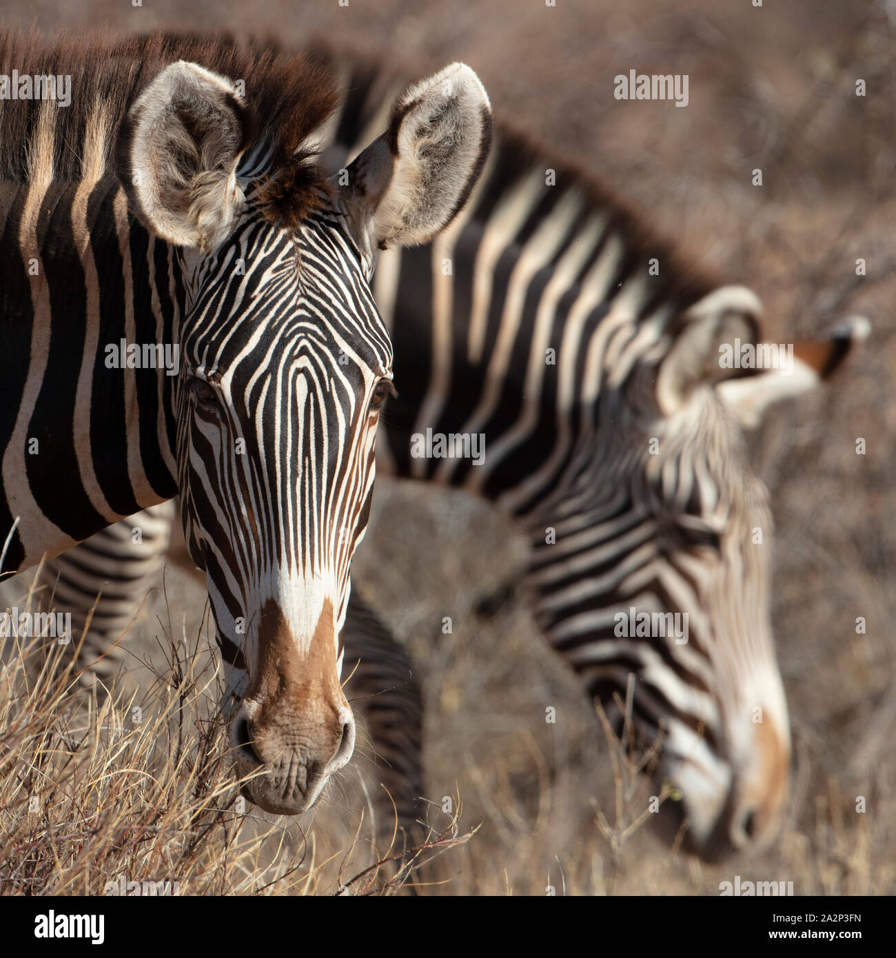 Grevy's zebra kenya hi-res stock photography and images - Alamy