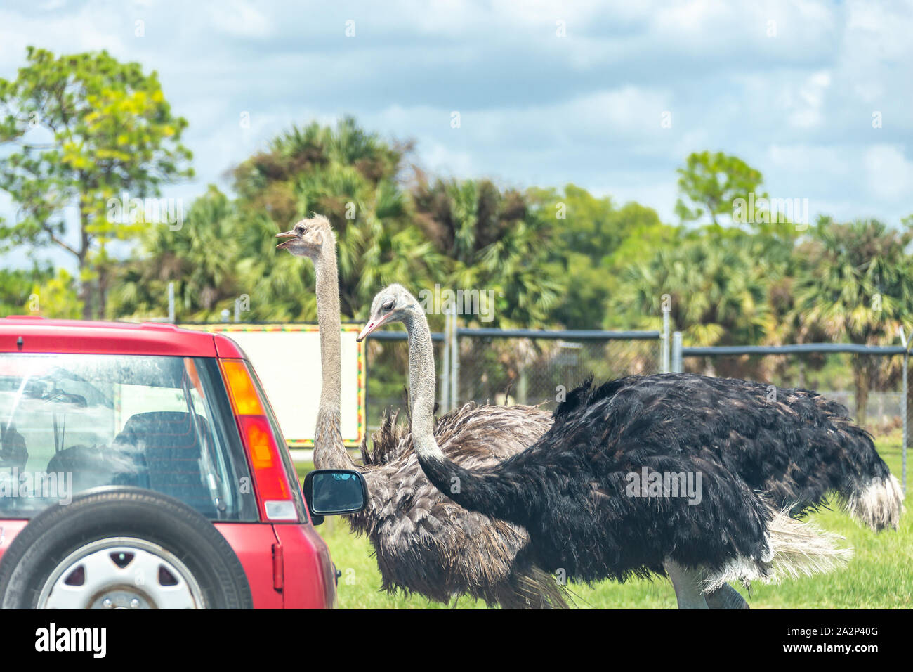 Safari drive through park. Cars driving near animals in cage free zoo ...