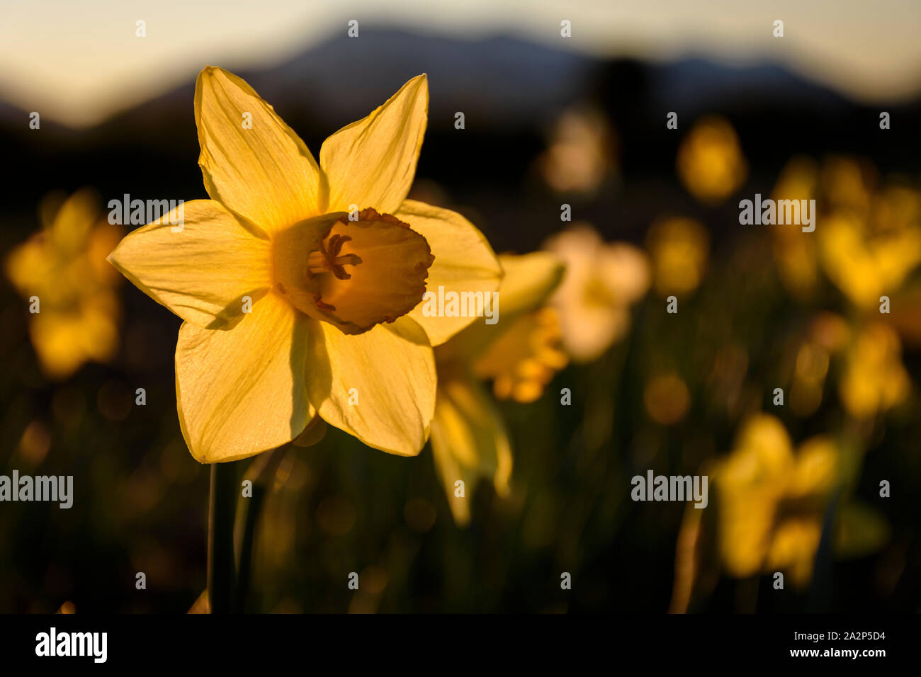 Close up view of open yellow daffodils on green background Stock Photo ...