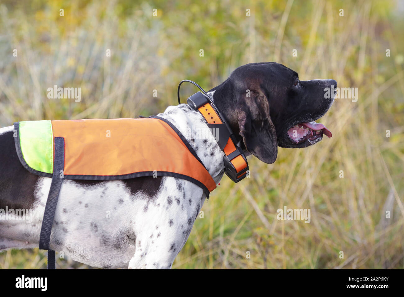 Hunting dog english pointer with gps tracker Stock Photo - Alamy