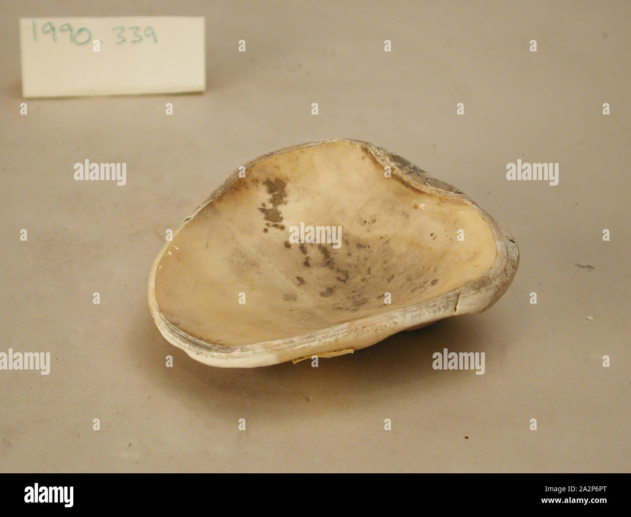 Worked shell vessel hi-res stock photography and images - Alamy