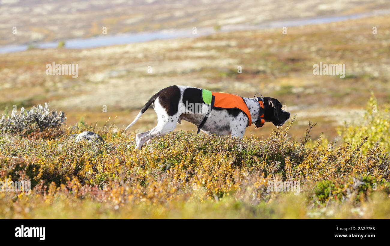 Dog english pointer hunting grouces in the mountains in Norway Stock ...