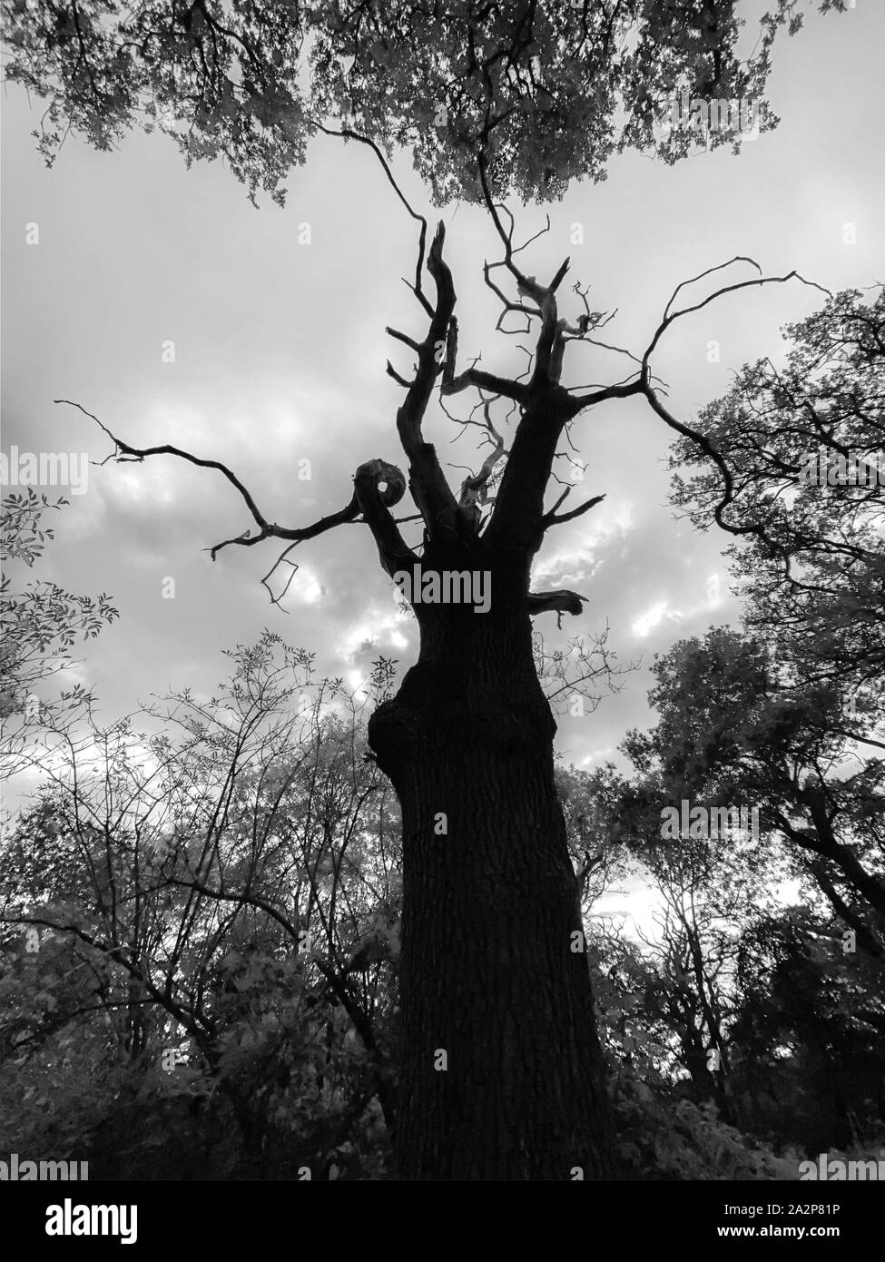 Lush lining Black and White Stock Photos & Images - Alamy