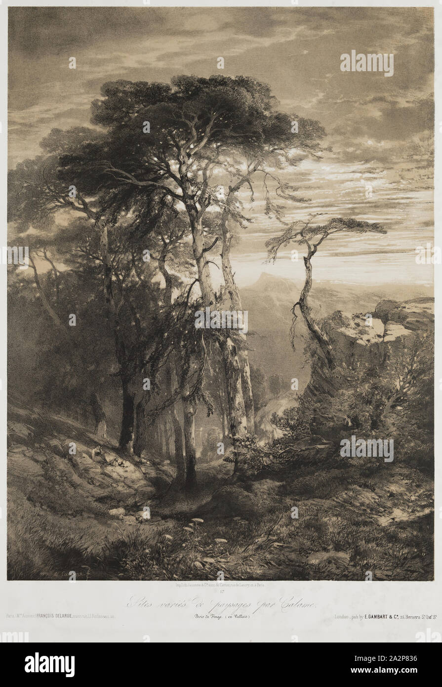 Bois de finge hi-res stock photography and images - Alamy