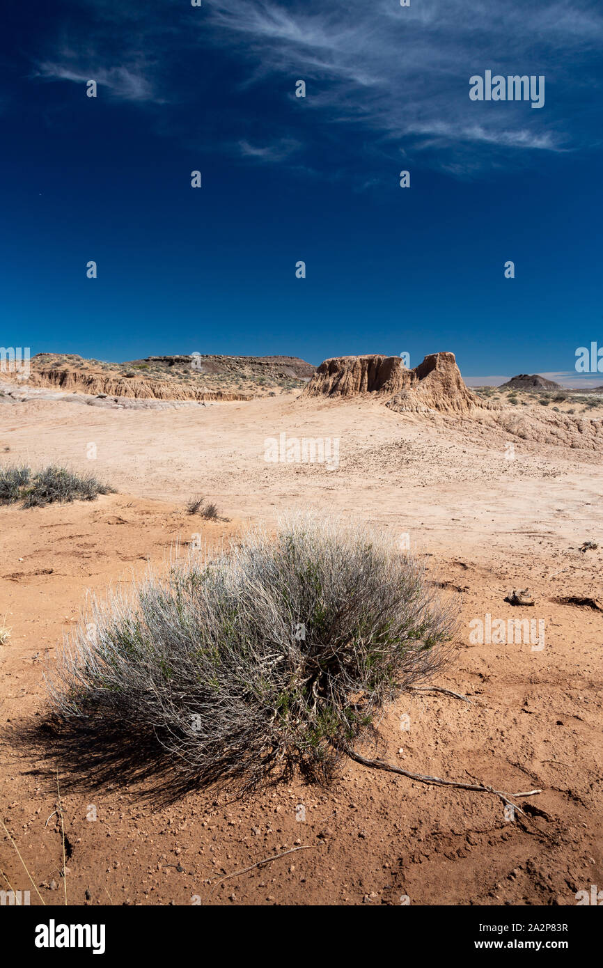 A sagebrush plant growing among badlands hills. Petrified Forest ...